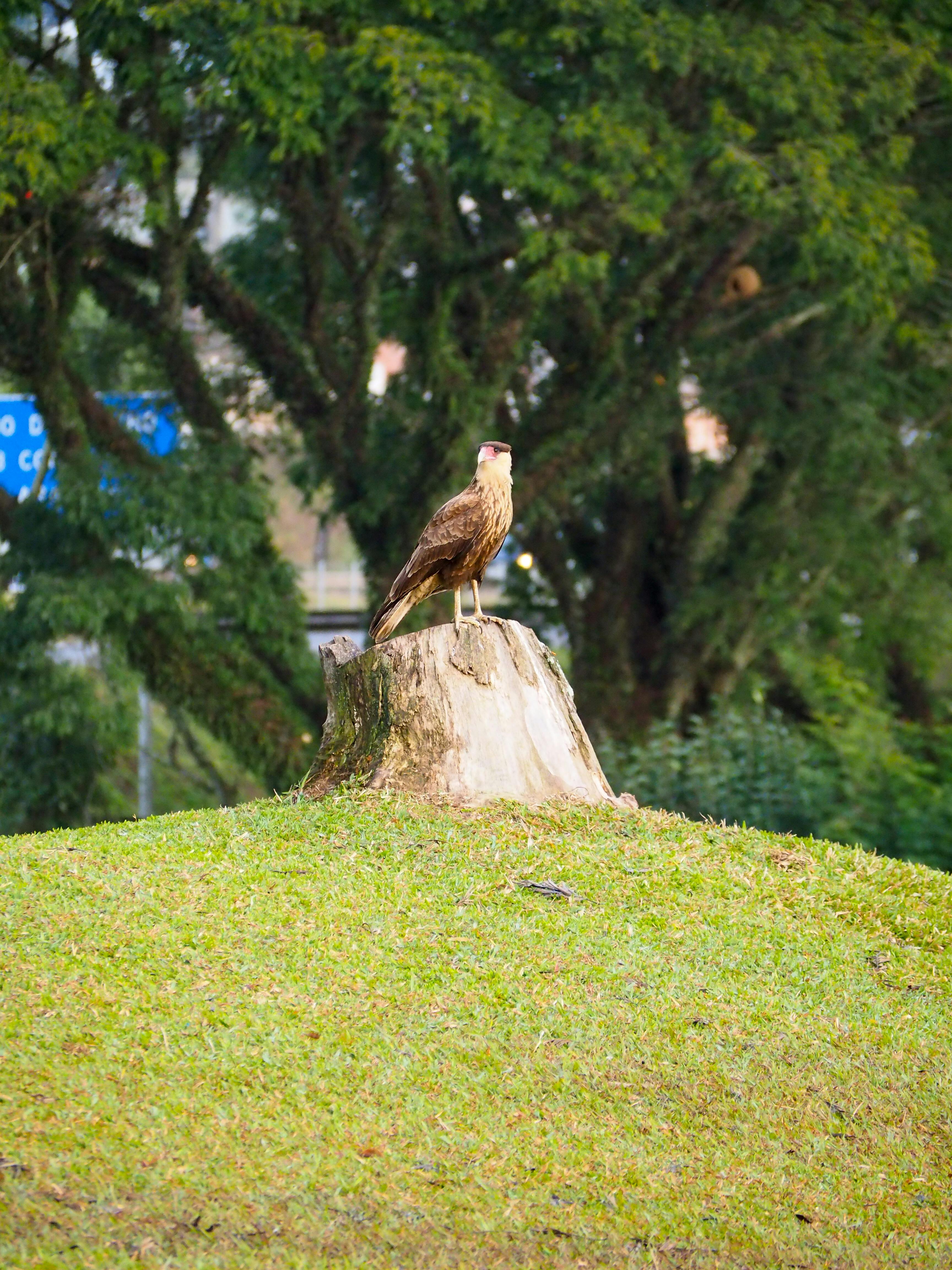 Tree Stump Photos, Download The BEST Free Tree Stump Stock Photos & HD ...