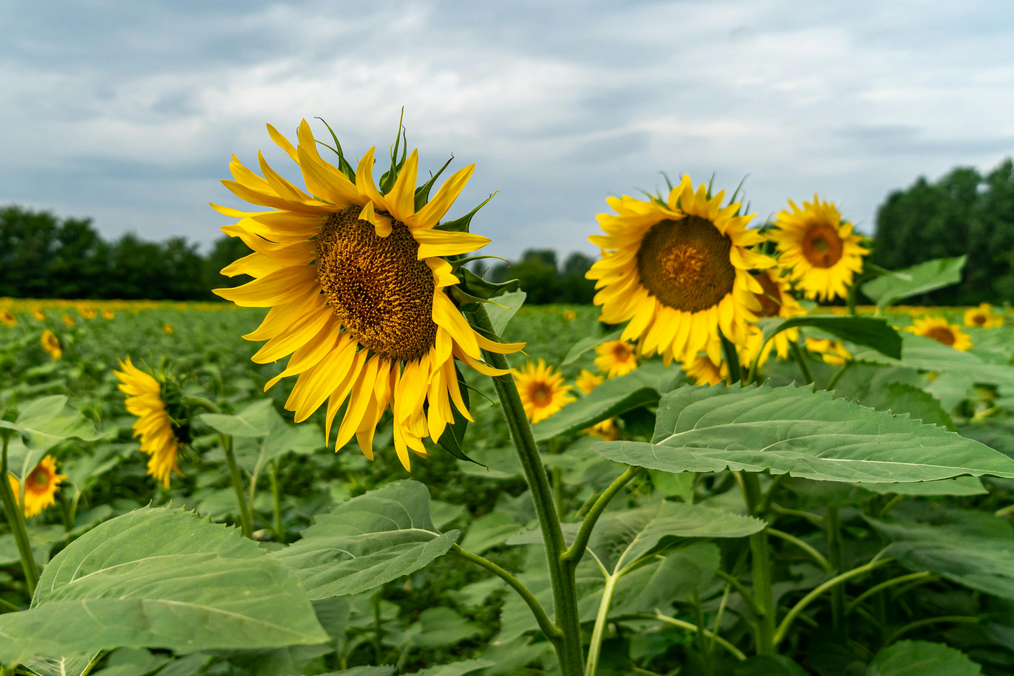 Cloud No Background Photos, Download The BEST Free Cloud No Background ...