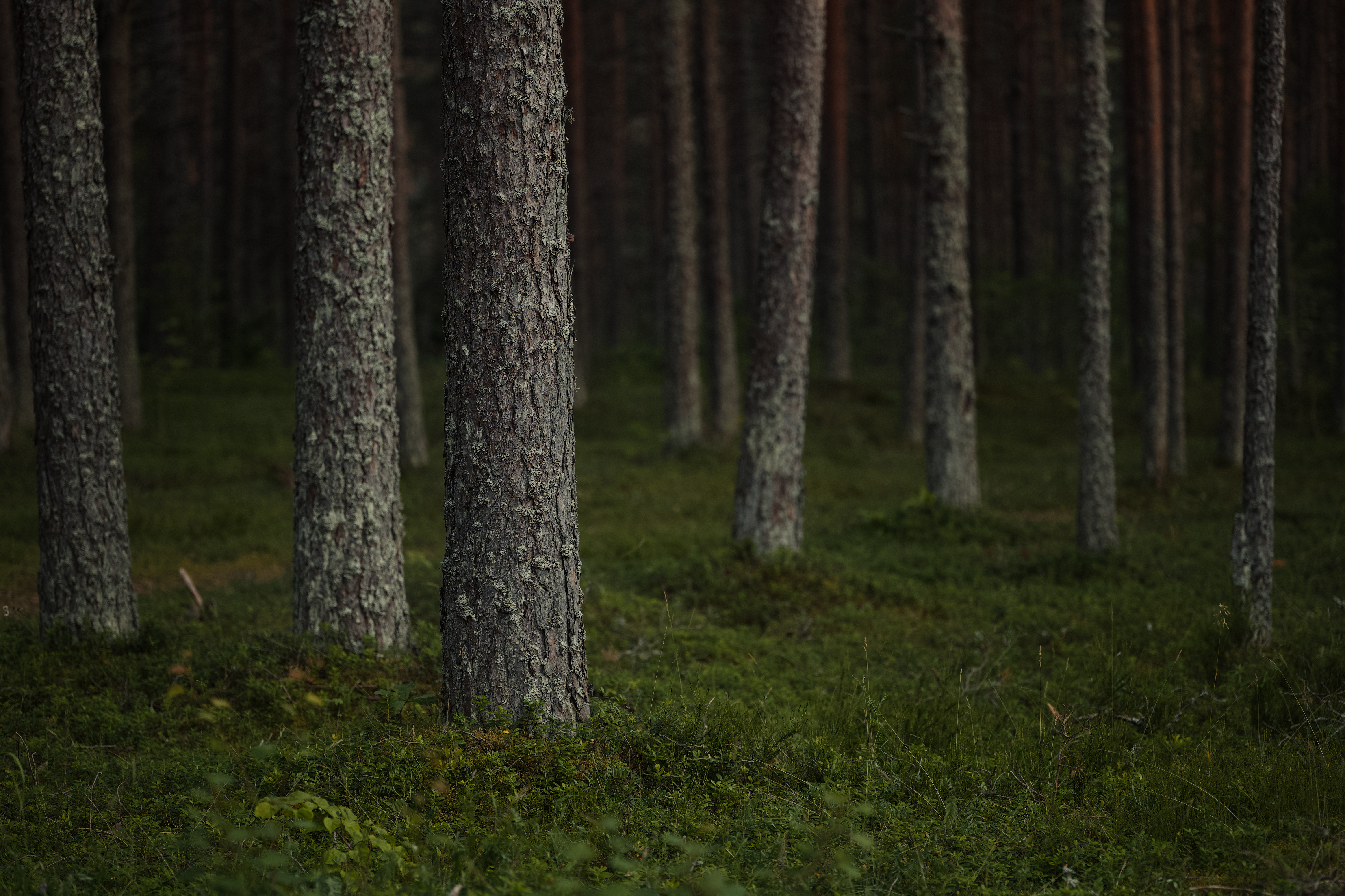 Oxygen Ui Photos, Download The BEST Free Oxygen Ui Stock Photos & HD Images