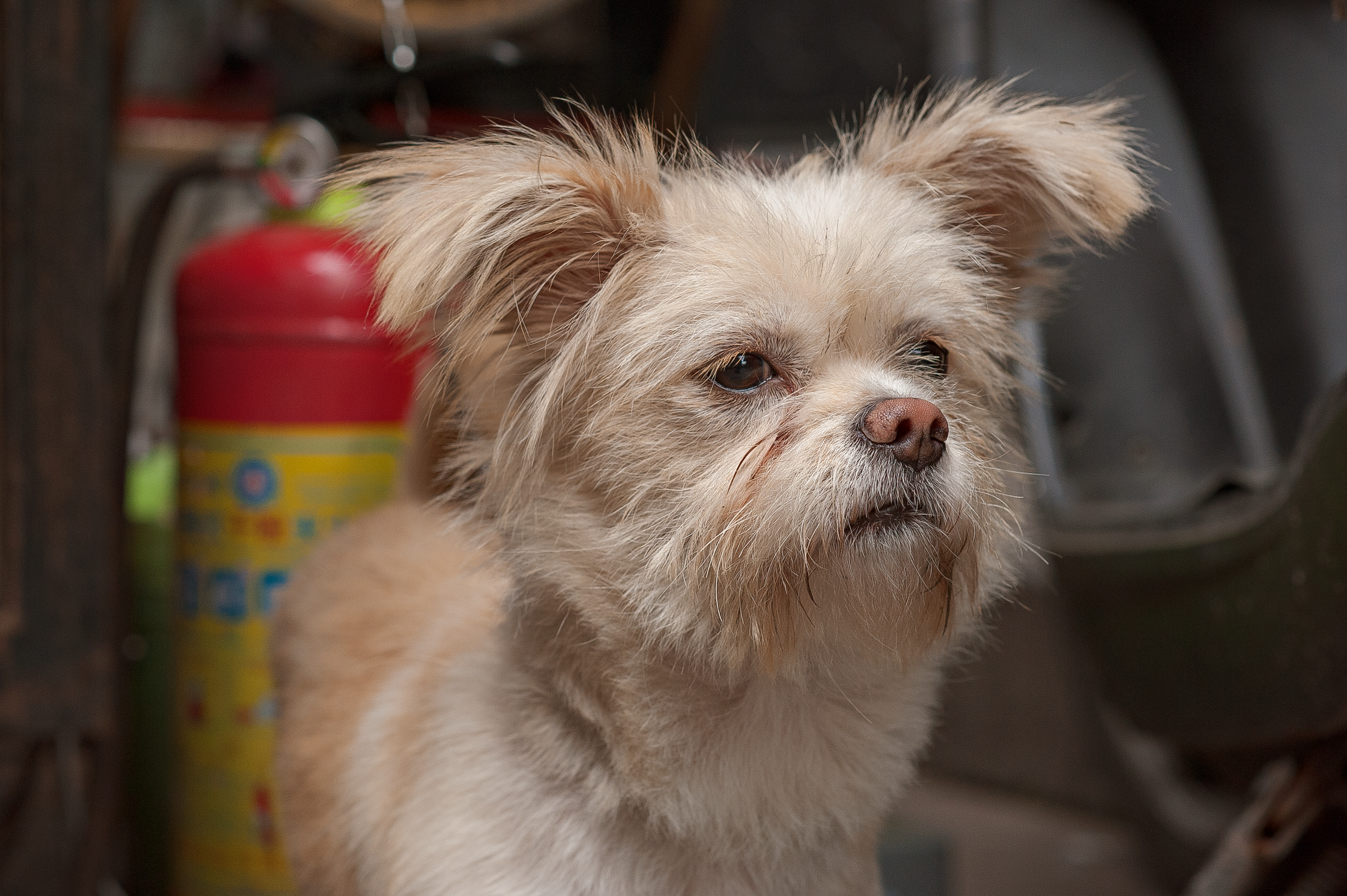 Cute Small Dog with Fluffy Ears Indoors · Free Stock Photo