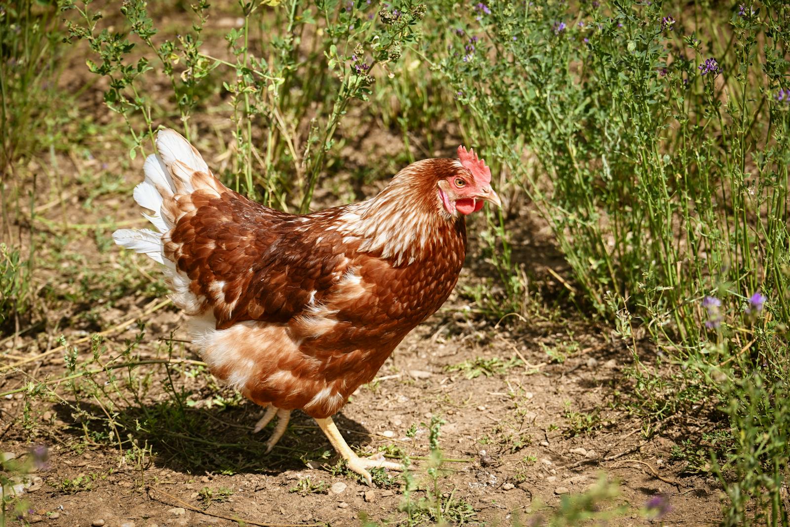 Poultry Farm Photos, Download The BEST Free Poultry Farm Stock Photos ...