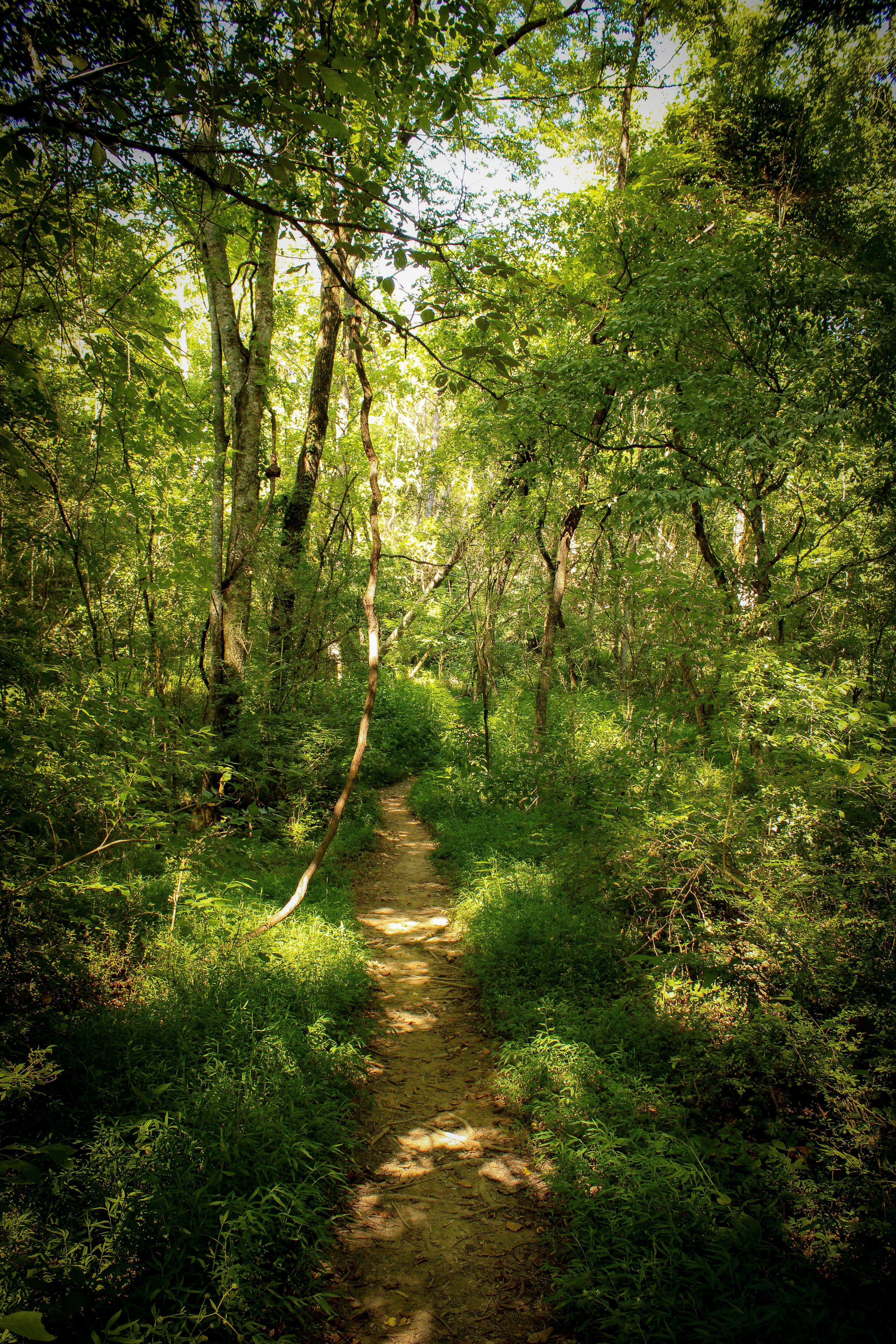 Nature Trail Walk Photos, Download The BEST Free Nature Trail Walk ...