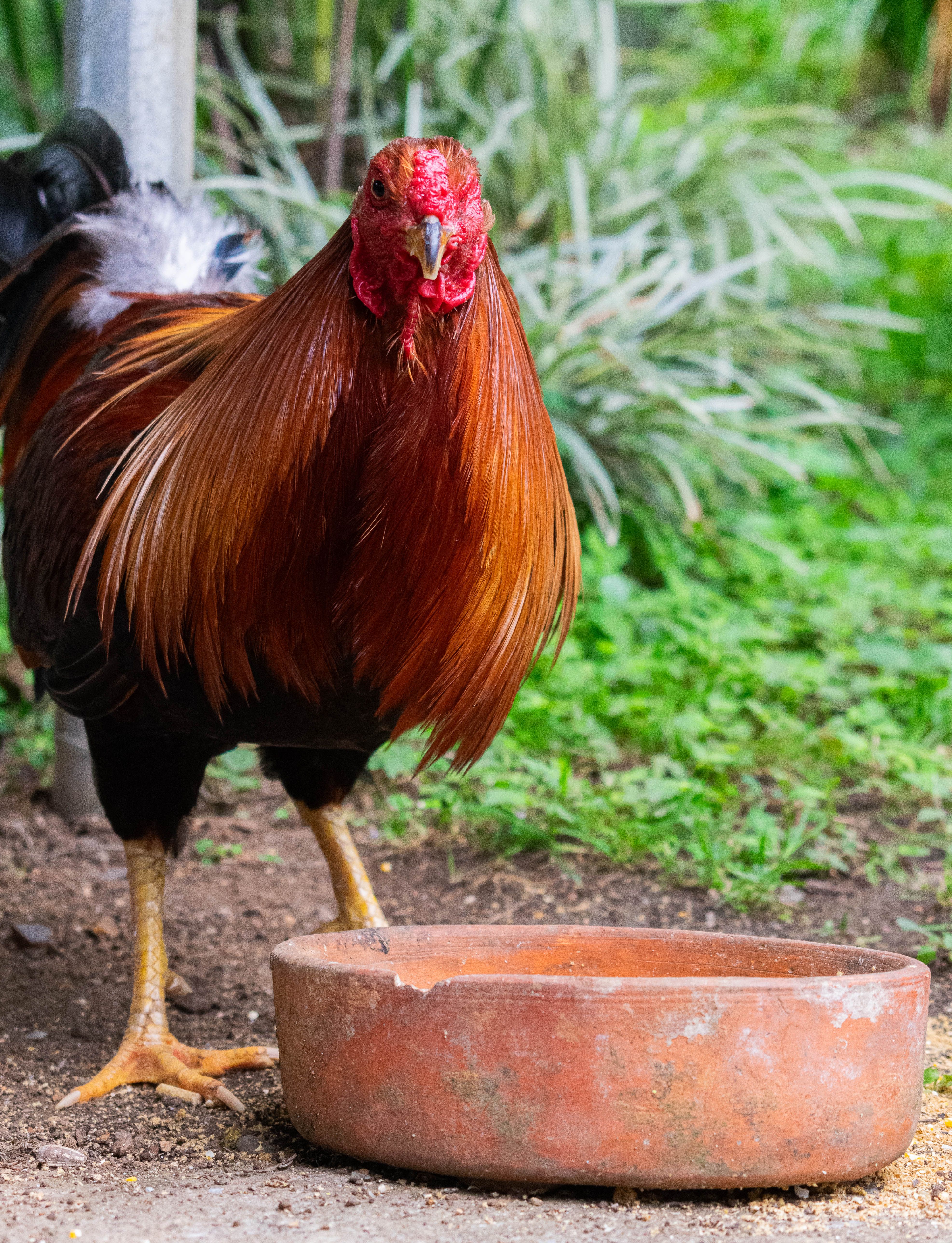 Chicken In The Farm Photos, Download The BEST Free Chicken In The Farm ...