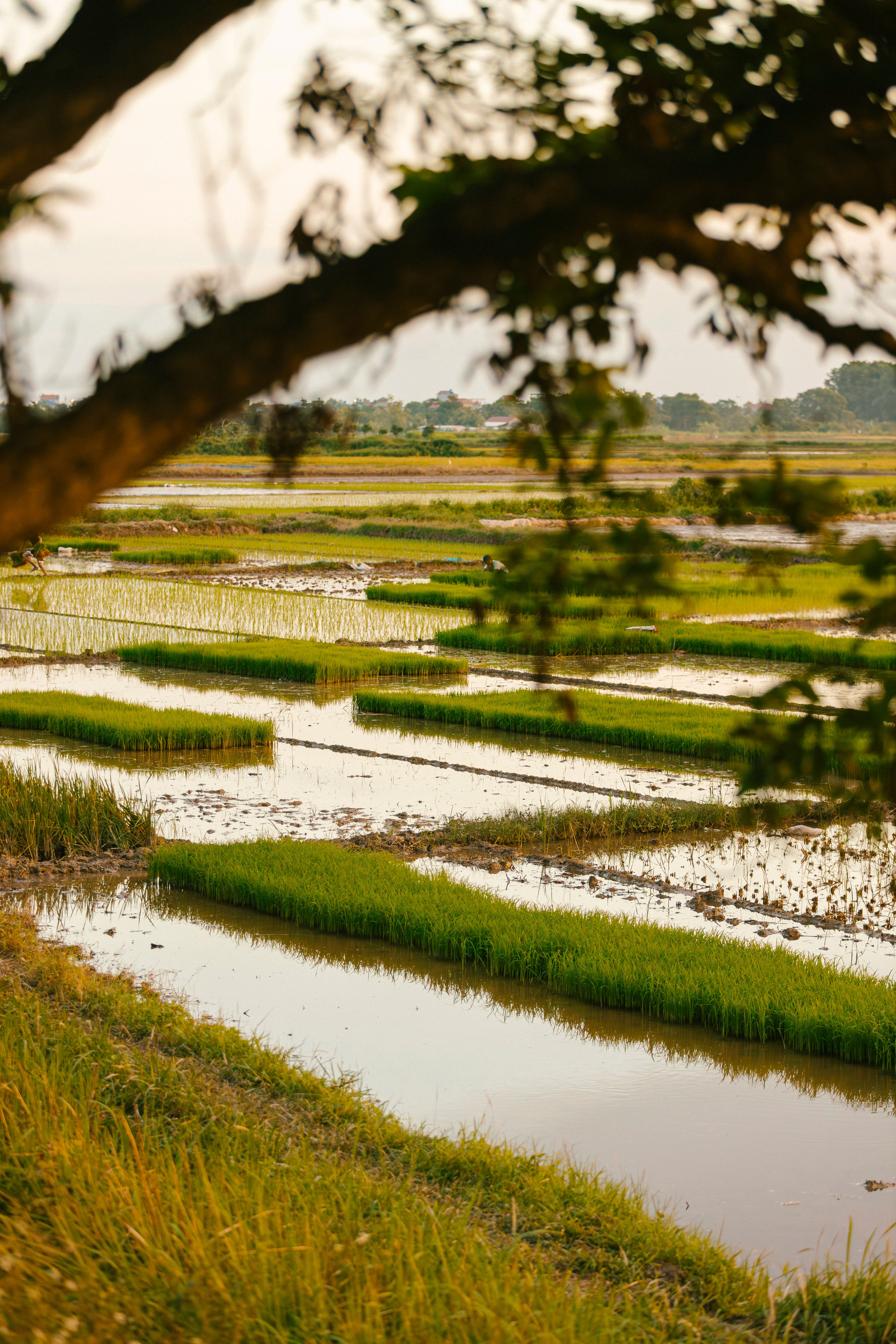 Biodiversity Fields Photos, Download The BEST Free Biodiversity Fields ...
