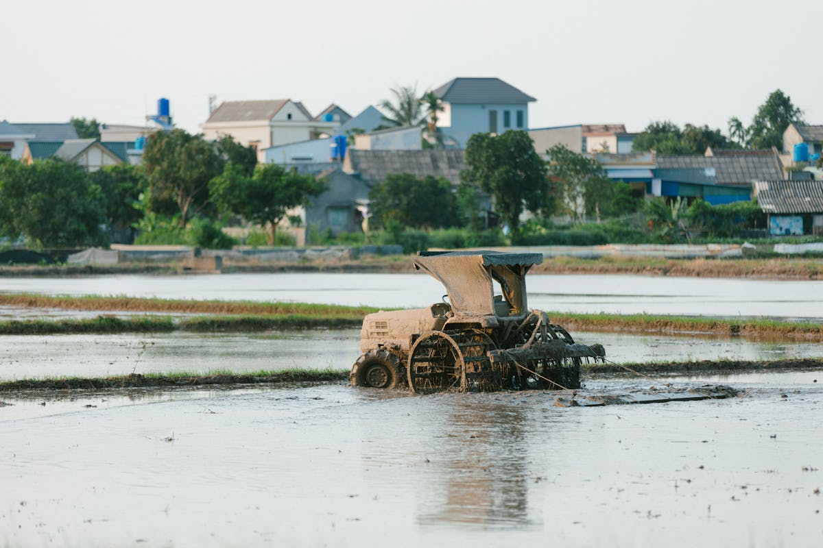 Paddy Photos, Download The BEST Free Paddy Stock Photos & HD Images