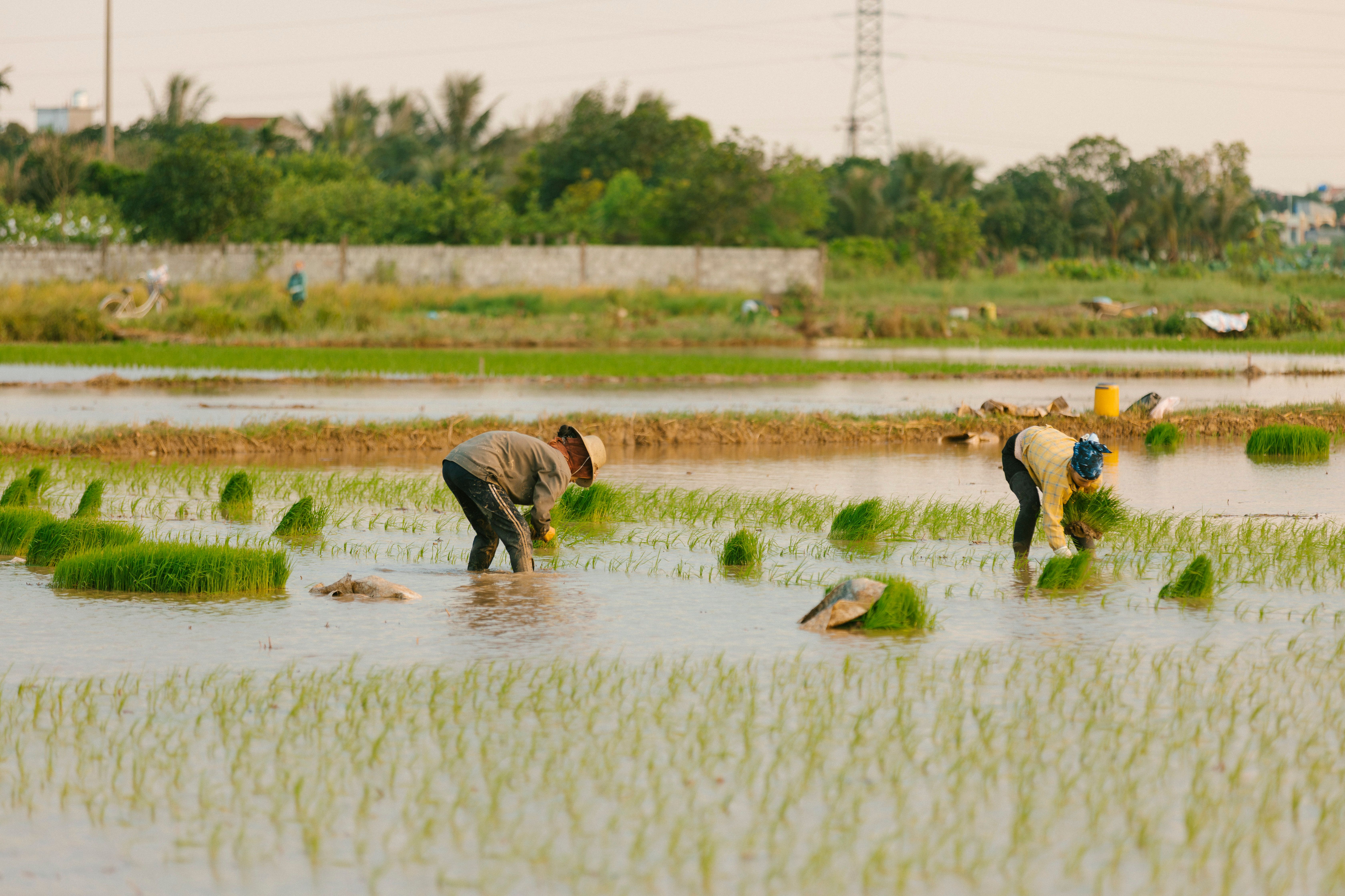 Farmers Planting Rice in a Lush Green Field · Free Stock Photo
