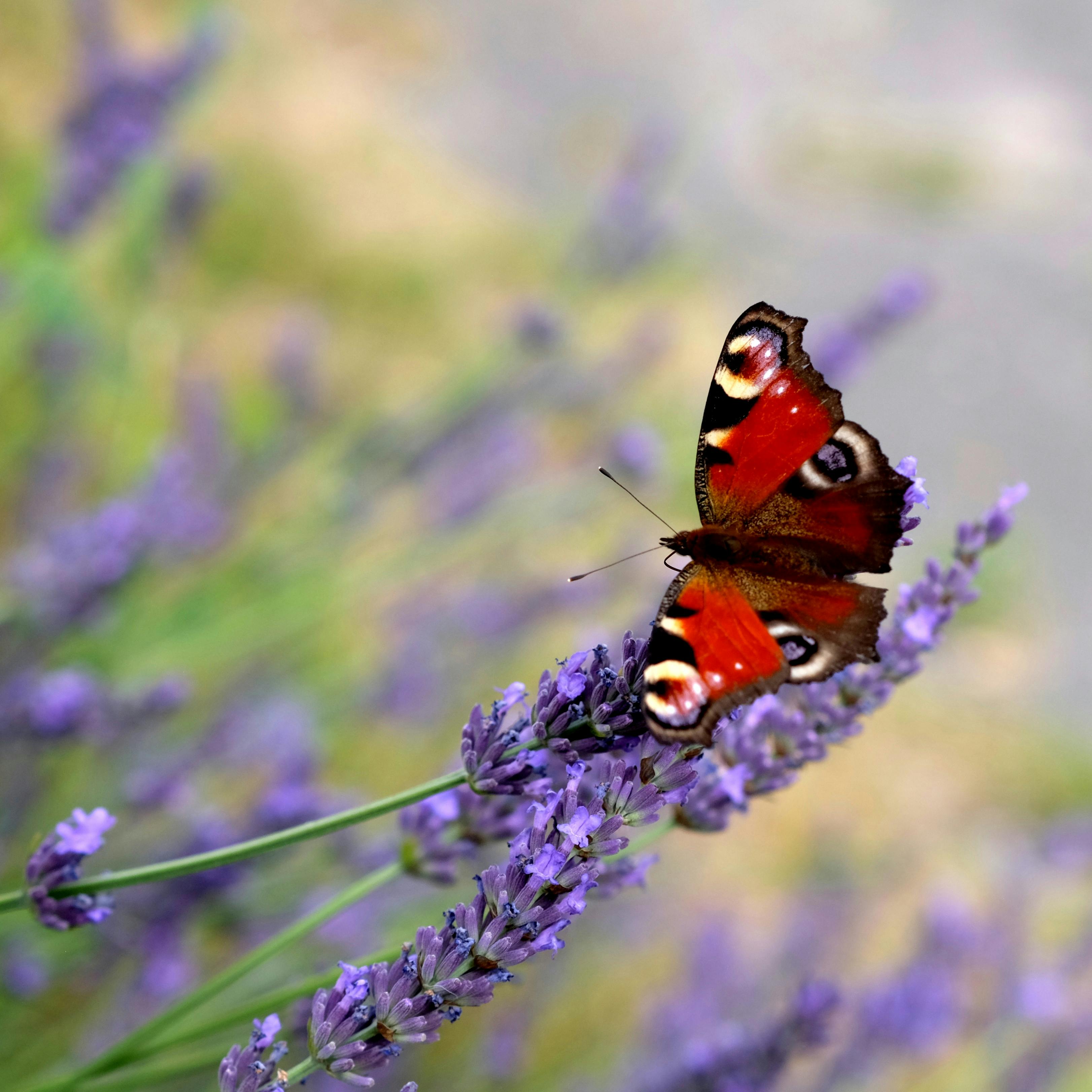 Vida Flower Background Photos, Download The BEST Free Vida Flower ...