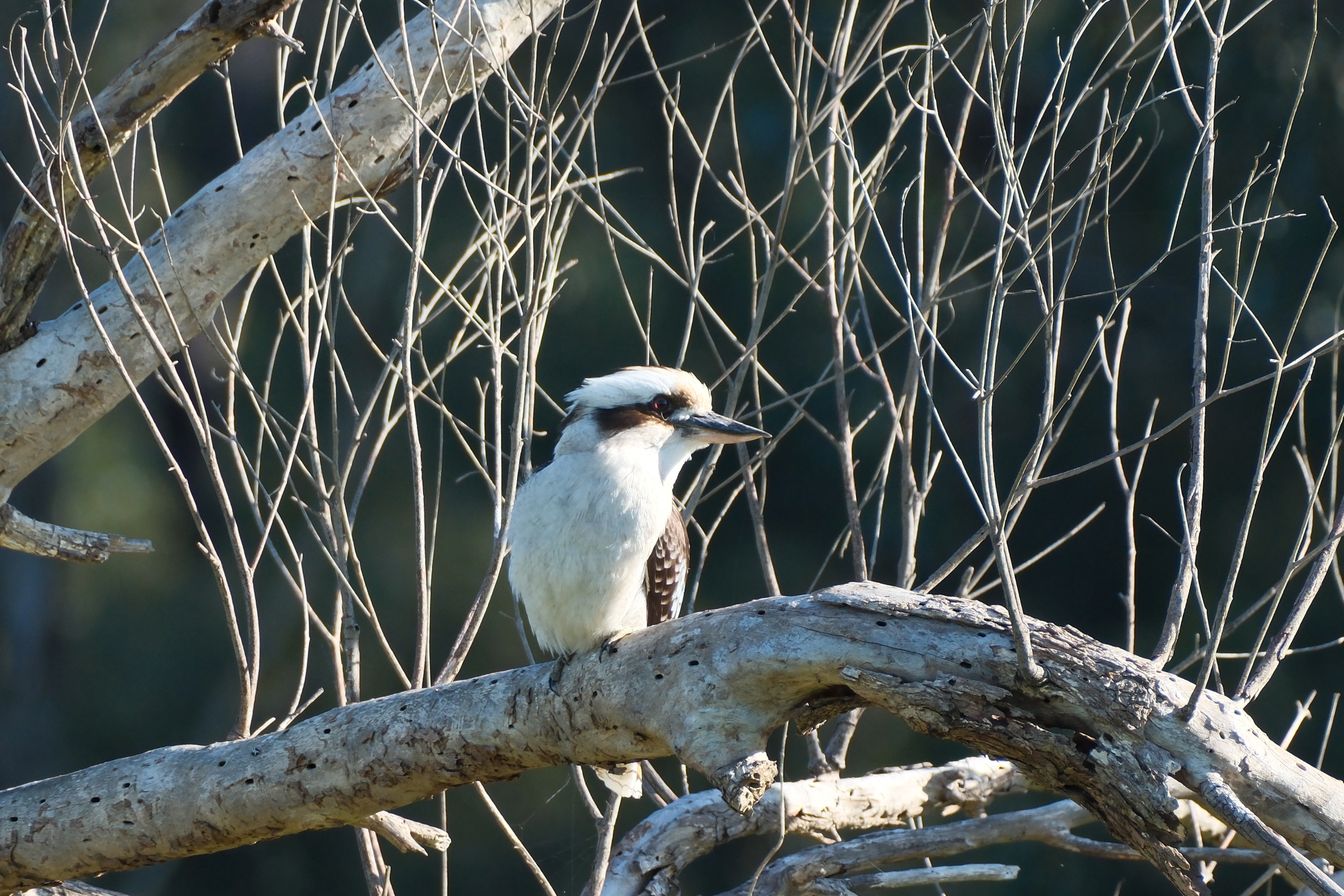 Common Spotted Cuscus: Life Cycle and Conservation Tips