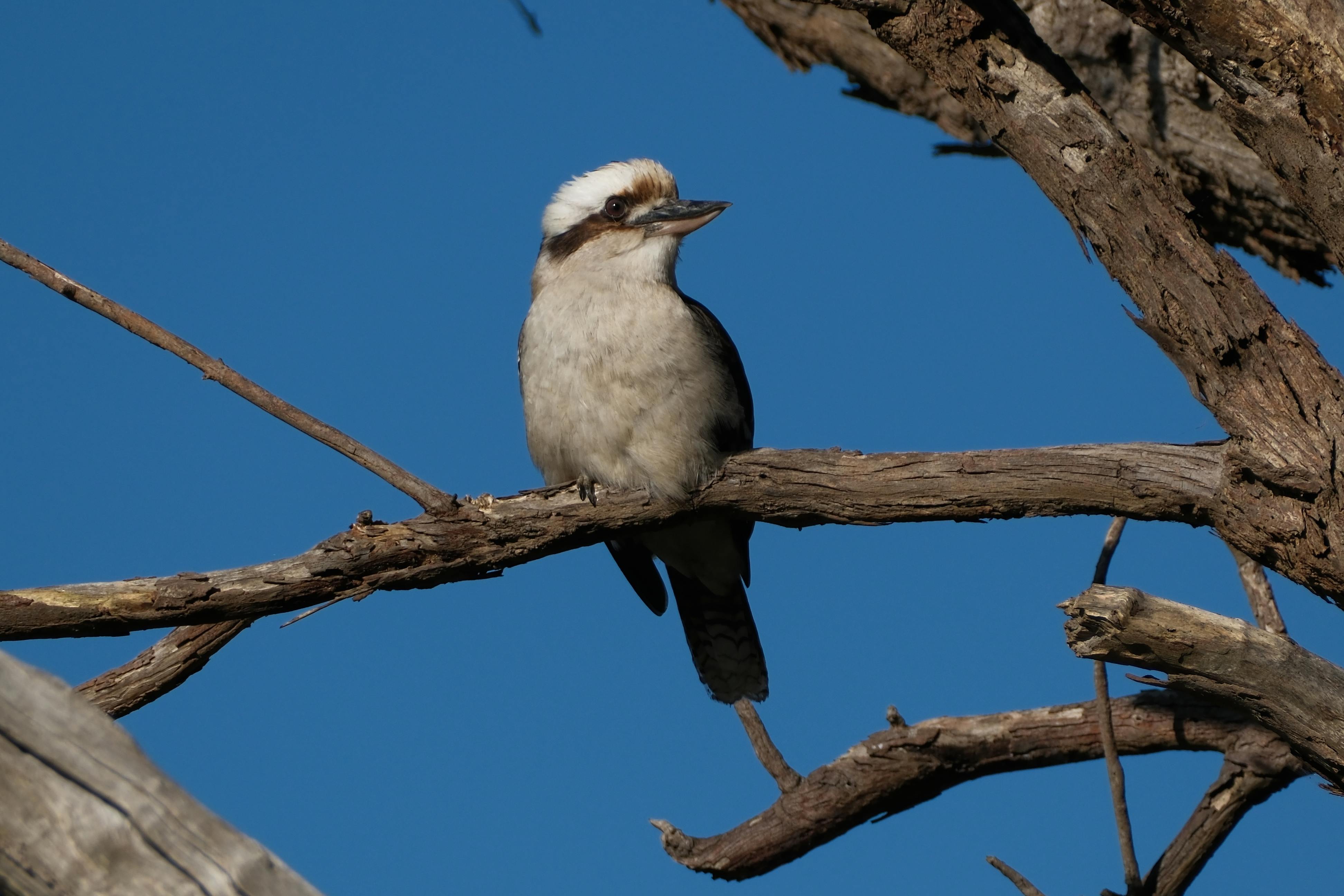 Cucaburra Posada En Una Rama De árbol En Su Hábitat Natural · Foto de ...