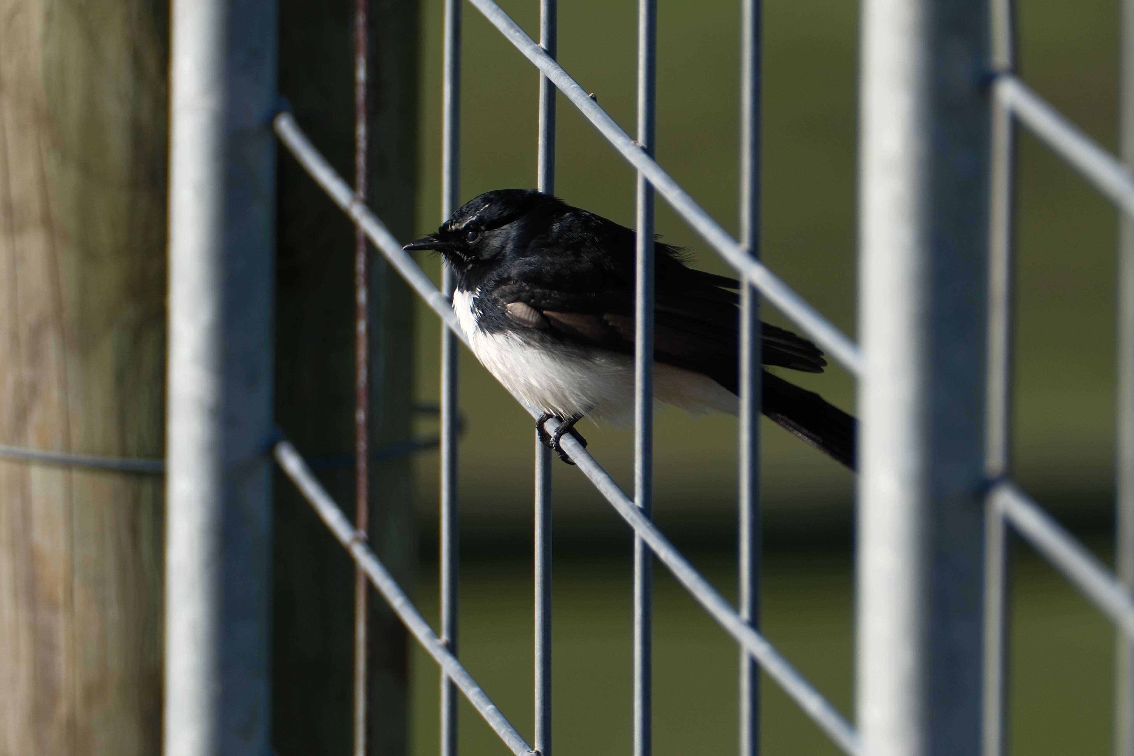 Fantail Bird Resting on Wire Fence in Sunlight · Free Stock Photo