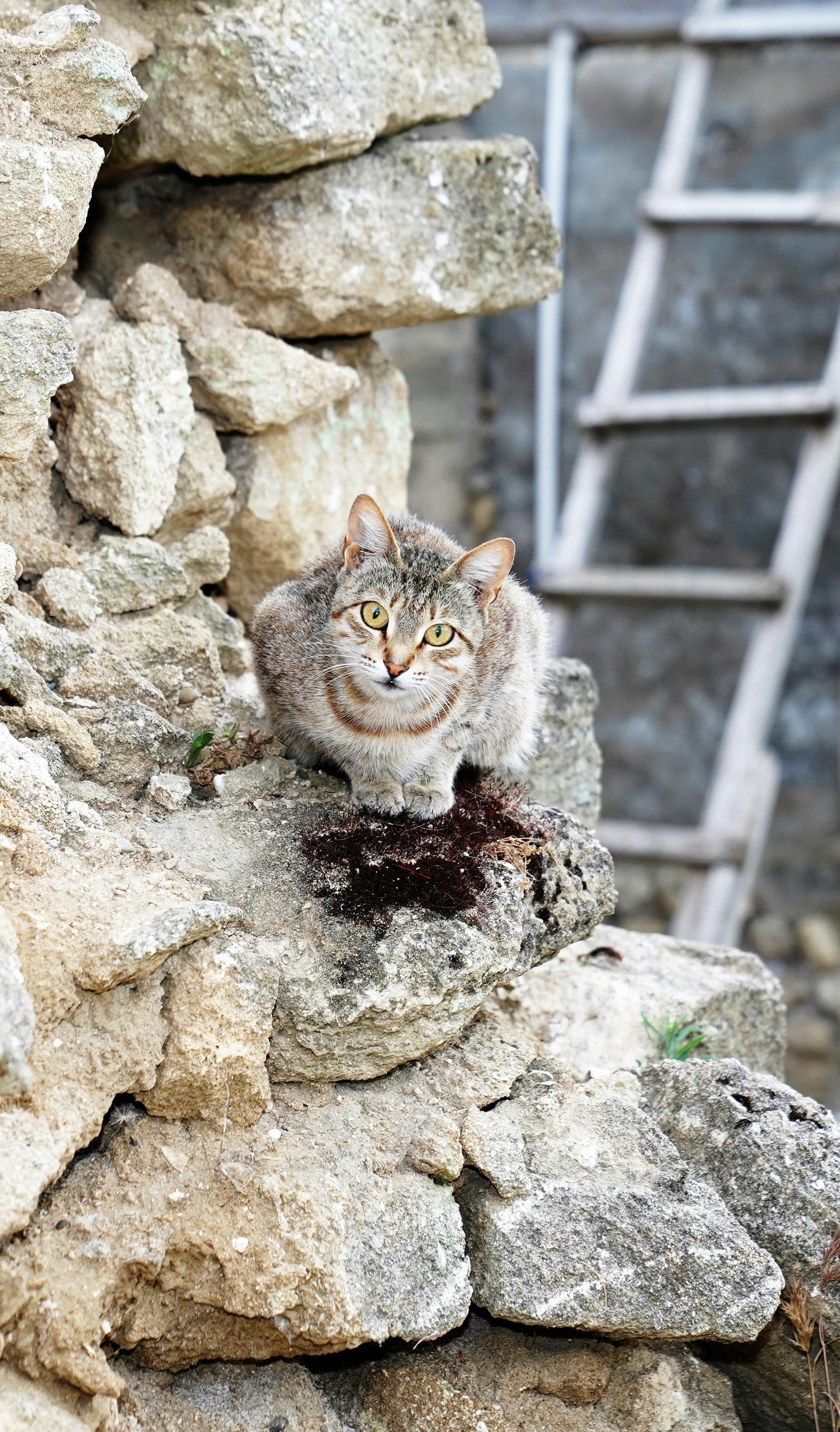 Cat Without Background Photos, Download The BEST Free Cat Without ...