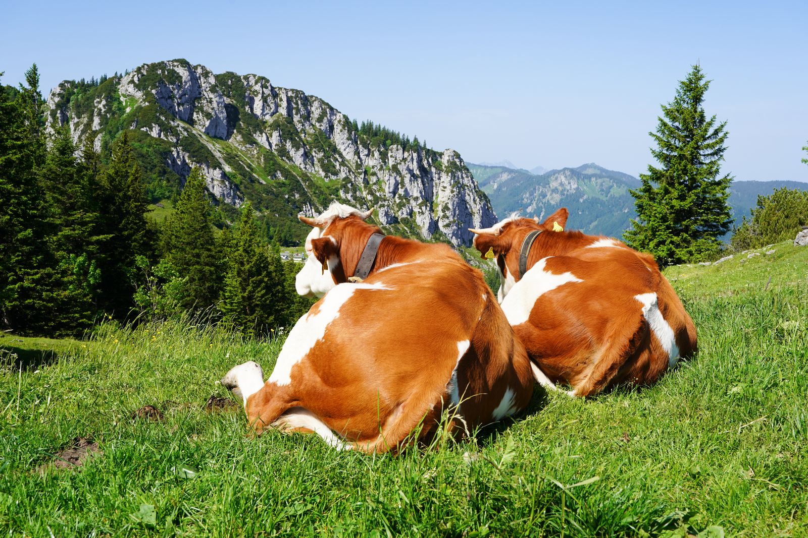 Bavaria Cow Photos, Download The BEST Free Bavaria Cow Stock Photos ...