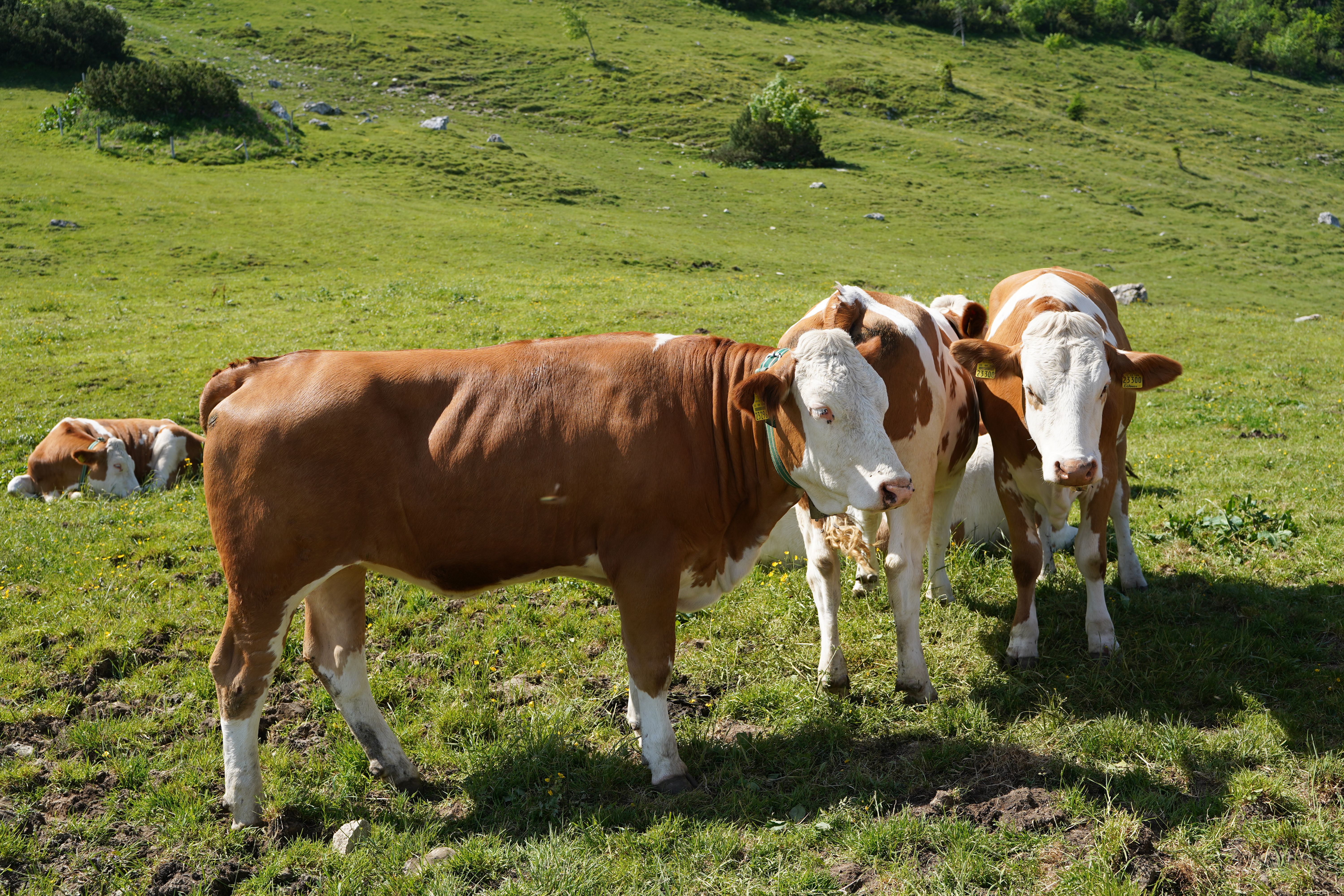 Bavarian Cows Grazing in Alpine Meadow · Free Stock Photo