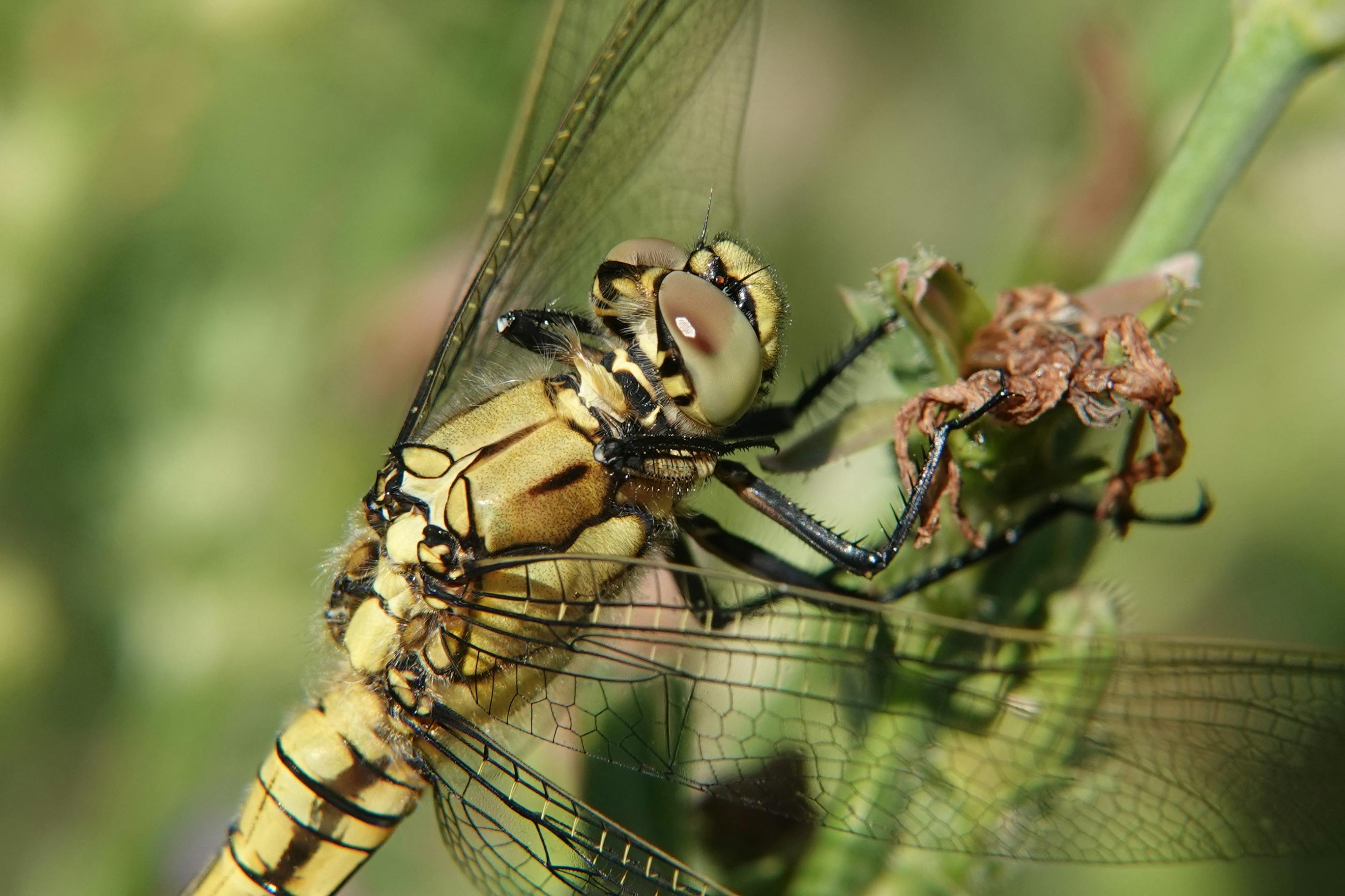 Fourth Wing Desktop Background Photos, Download The BEST Free Fourth ...