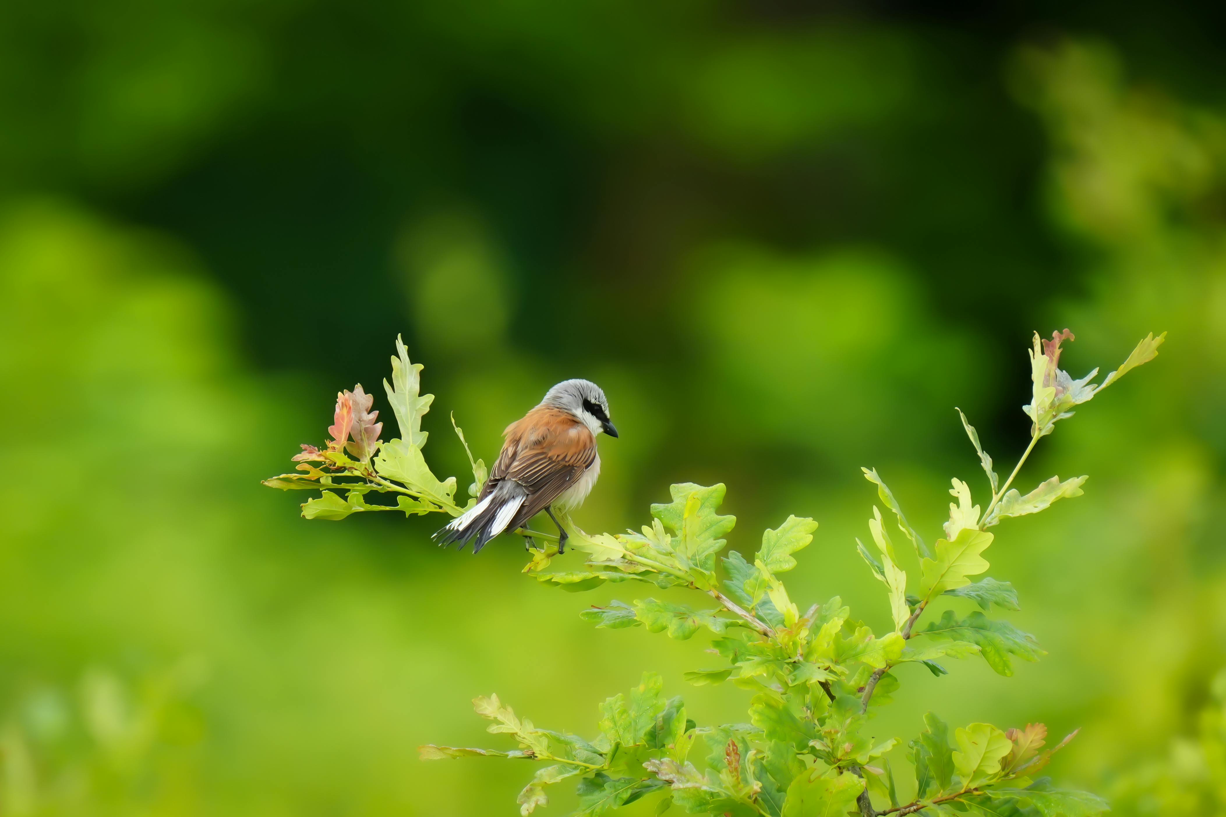 Small Animal Photos, Download The BEST Free Small Animal Stock Photos ...