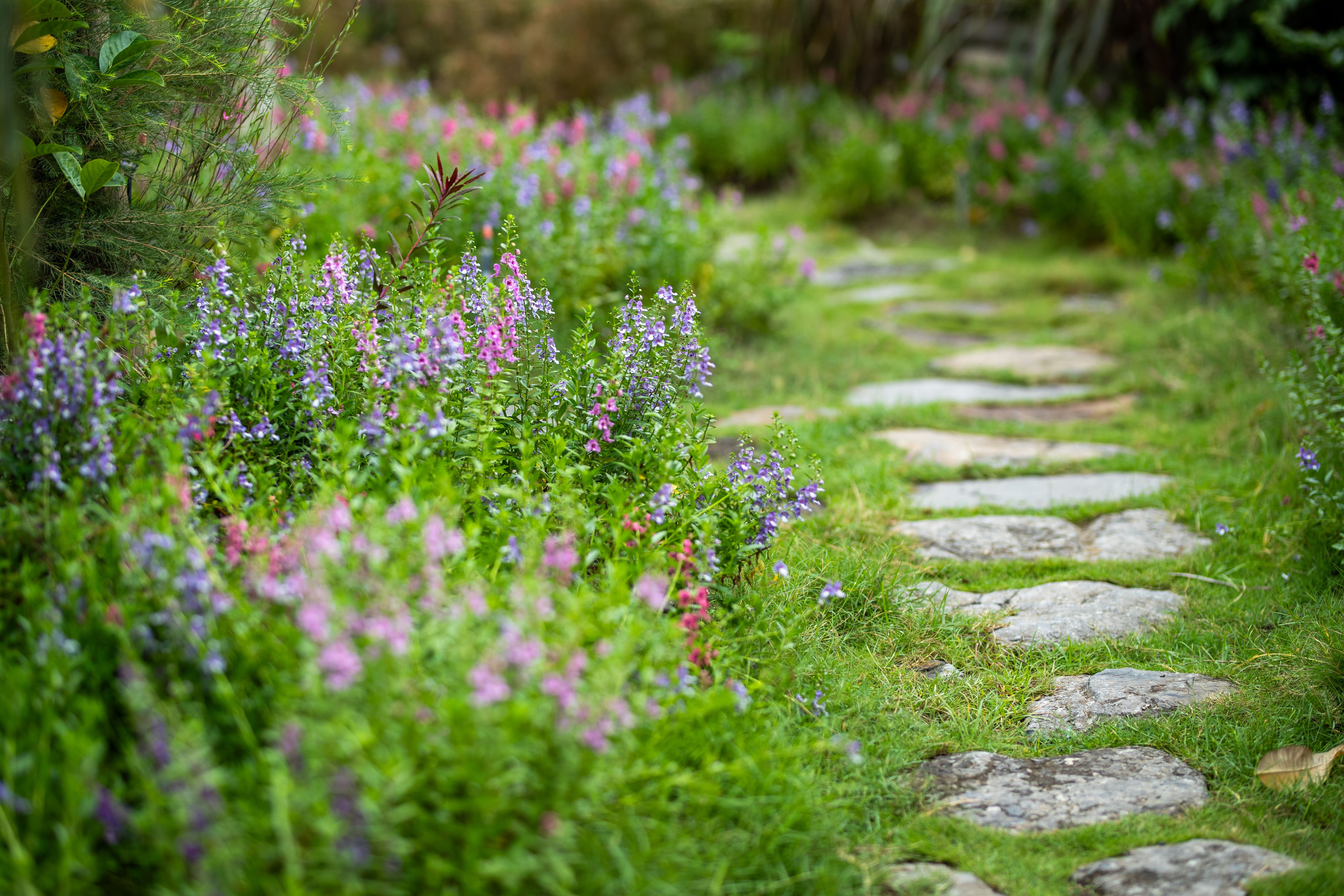 Scenic Stone Pathway through Vibrant Wildflowers · Free Stock Photo