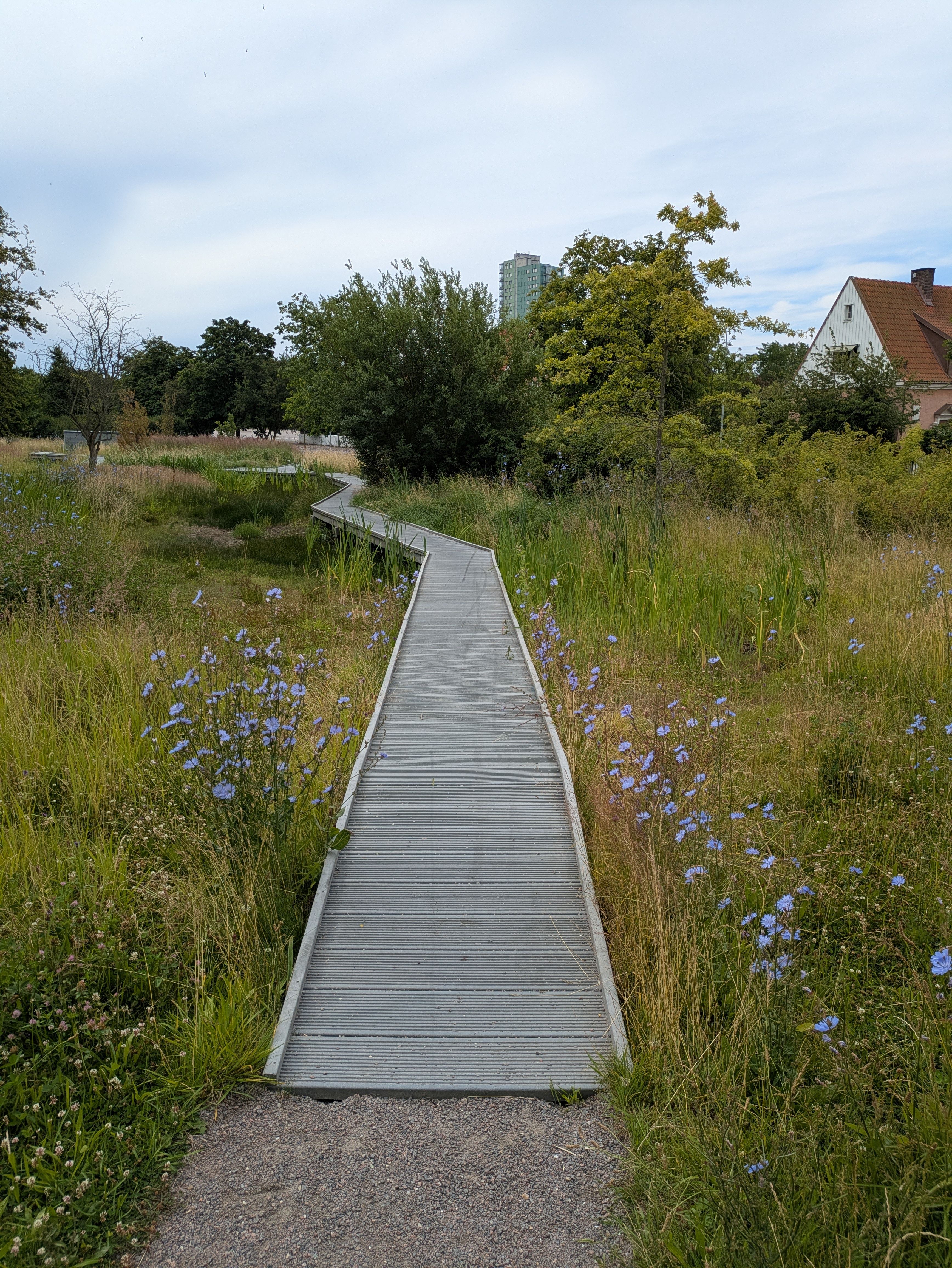Scenic Pathway Through Lush Meadow · Free Stock Photo