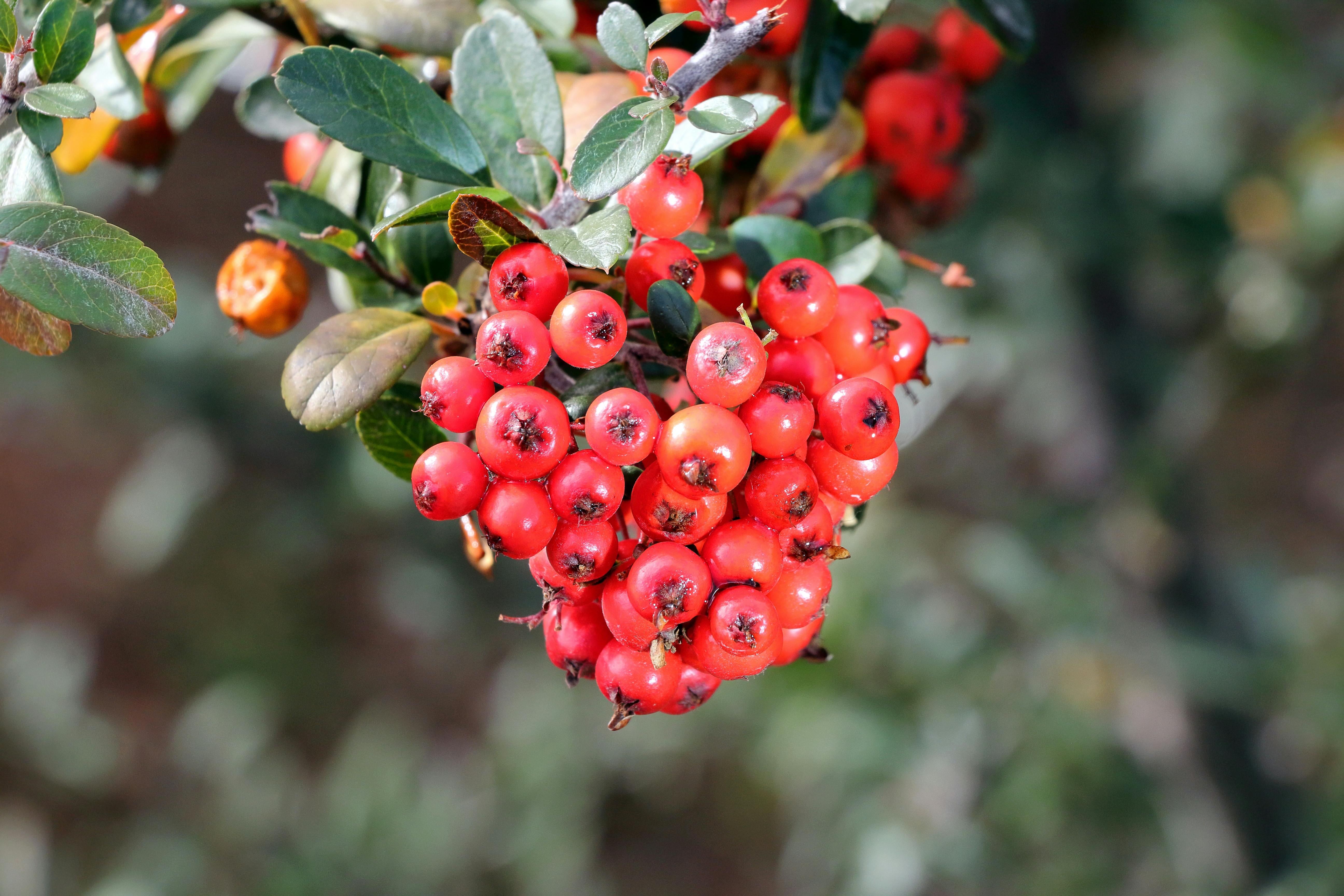 Fruit+Pfp Photos, Download The BEST Free Fruit+Pfp Stock Photos & HD Images