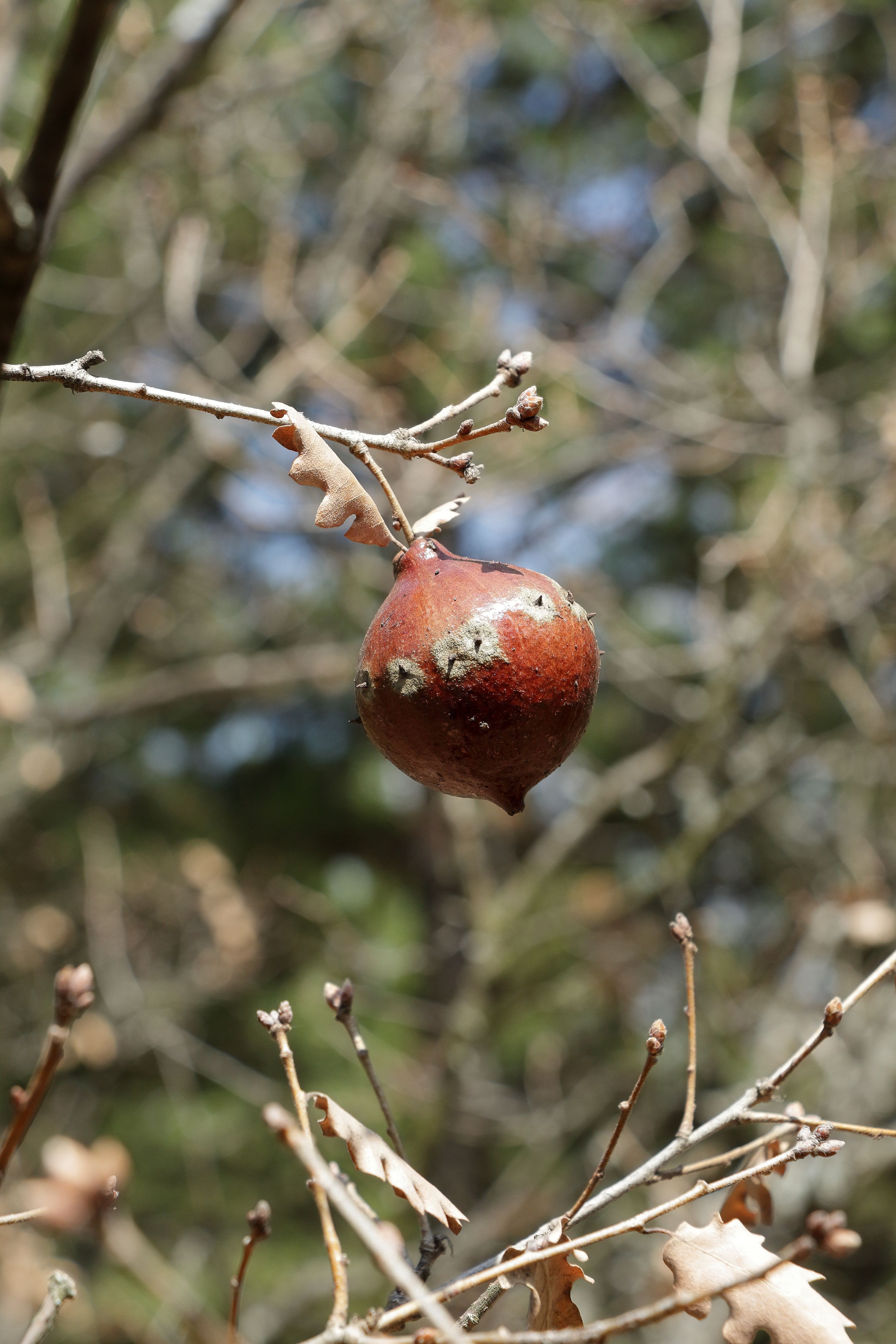 Close-up of Oak Gall on Tree Branch · Free Stock Photo