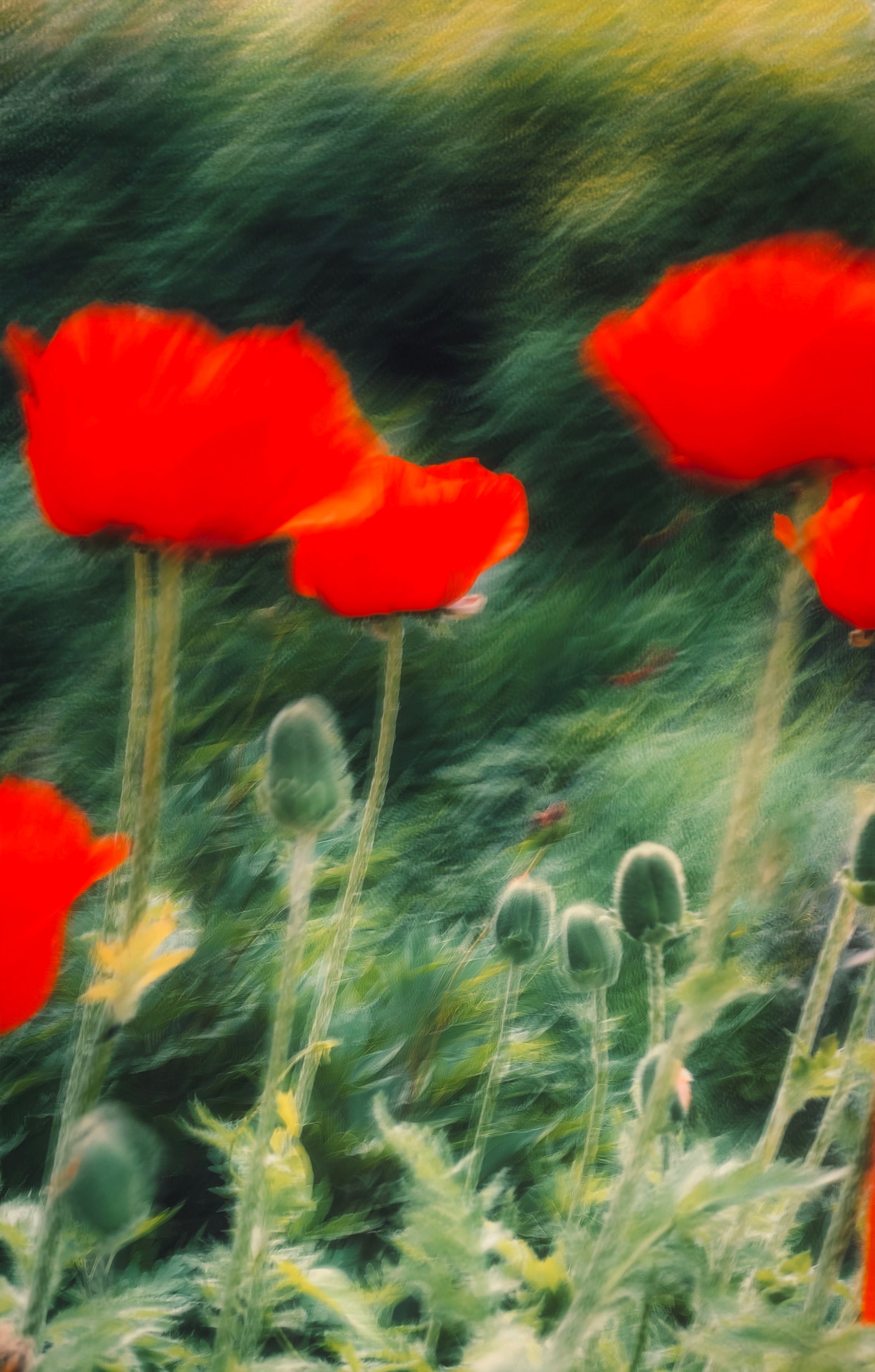 Abstract Flowers Photos, Download The BEST Free Abstract Flowers Stock ...