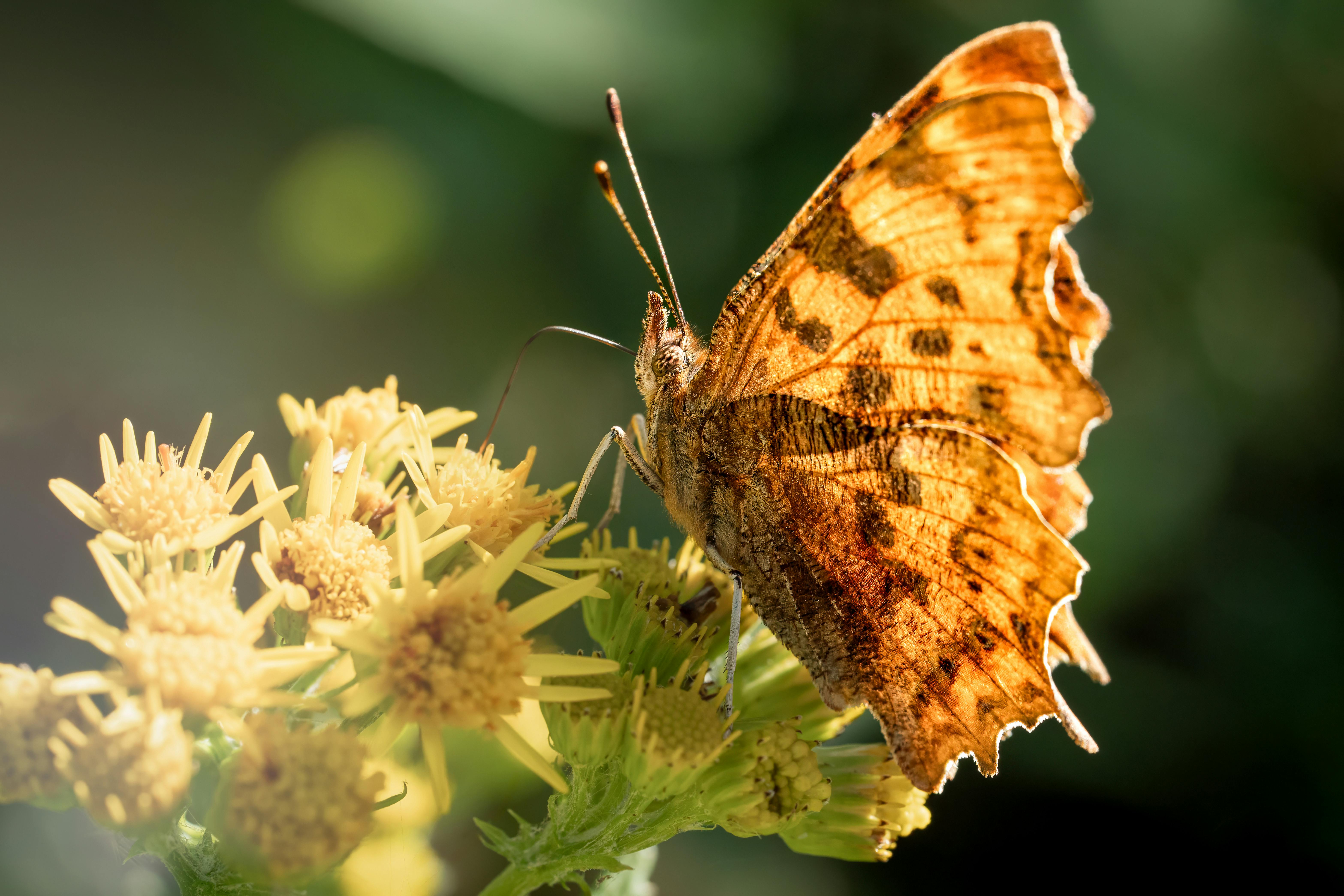 Close-Up of a Comma Butterfly on Yellow Flowers · Free Stock Photo