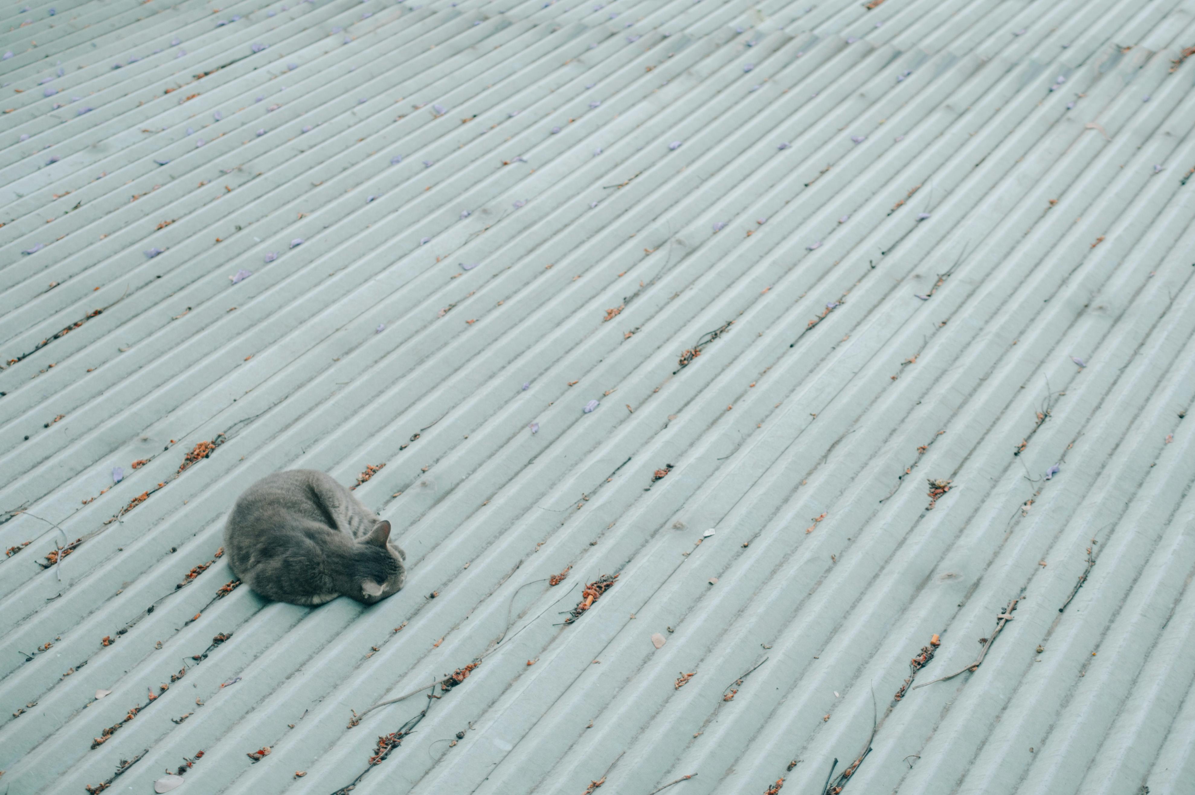 Cat Reaction Photos, Download The BEST Free Cat Reaction Stock Photos ...