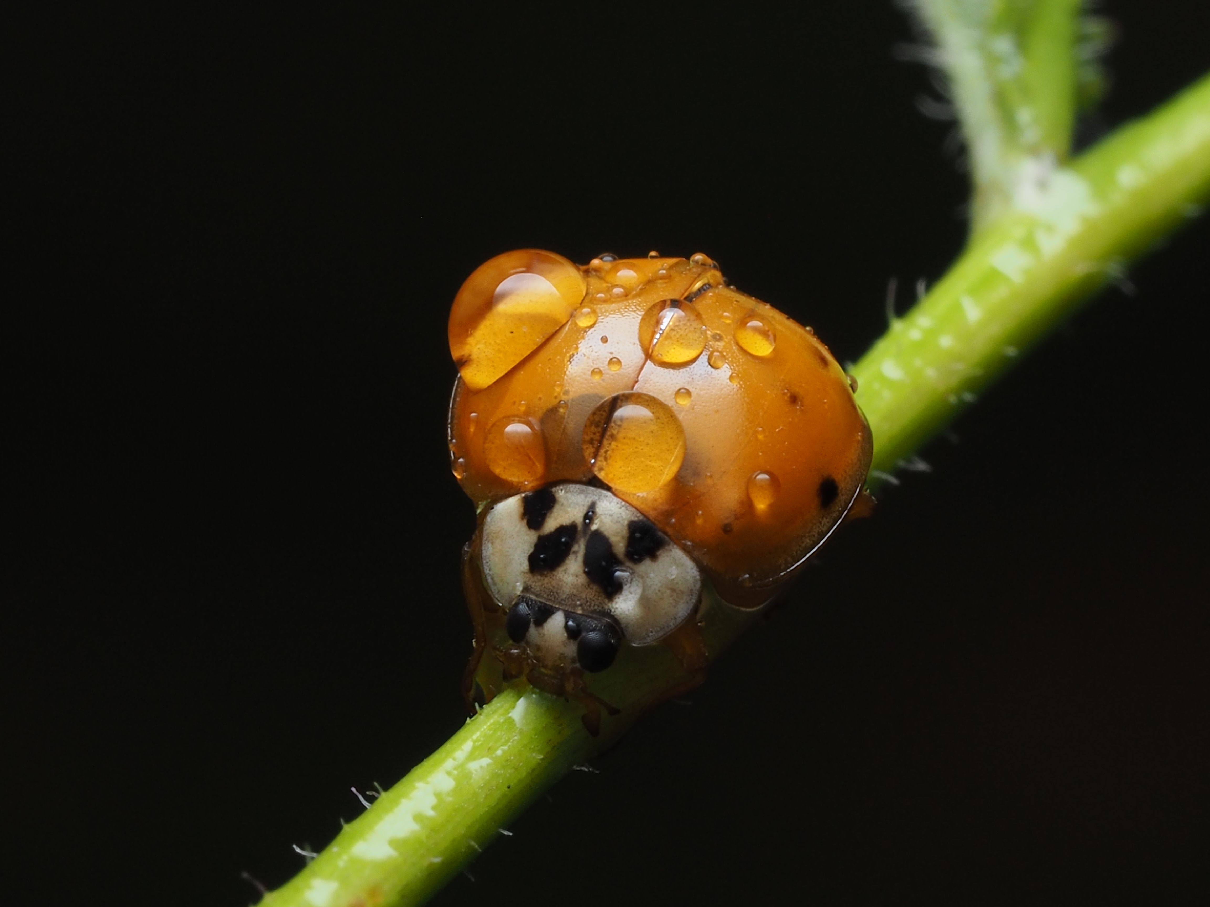 Macro Shot of Ladybug with Water Droplets · Free Stock Photo