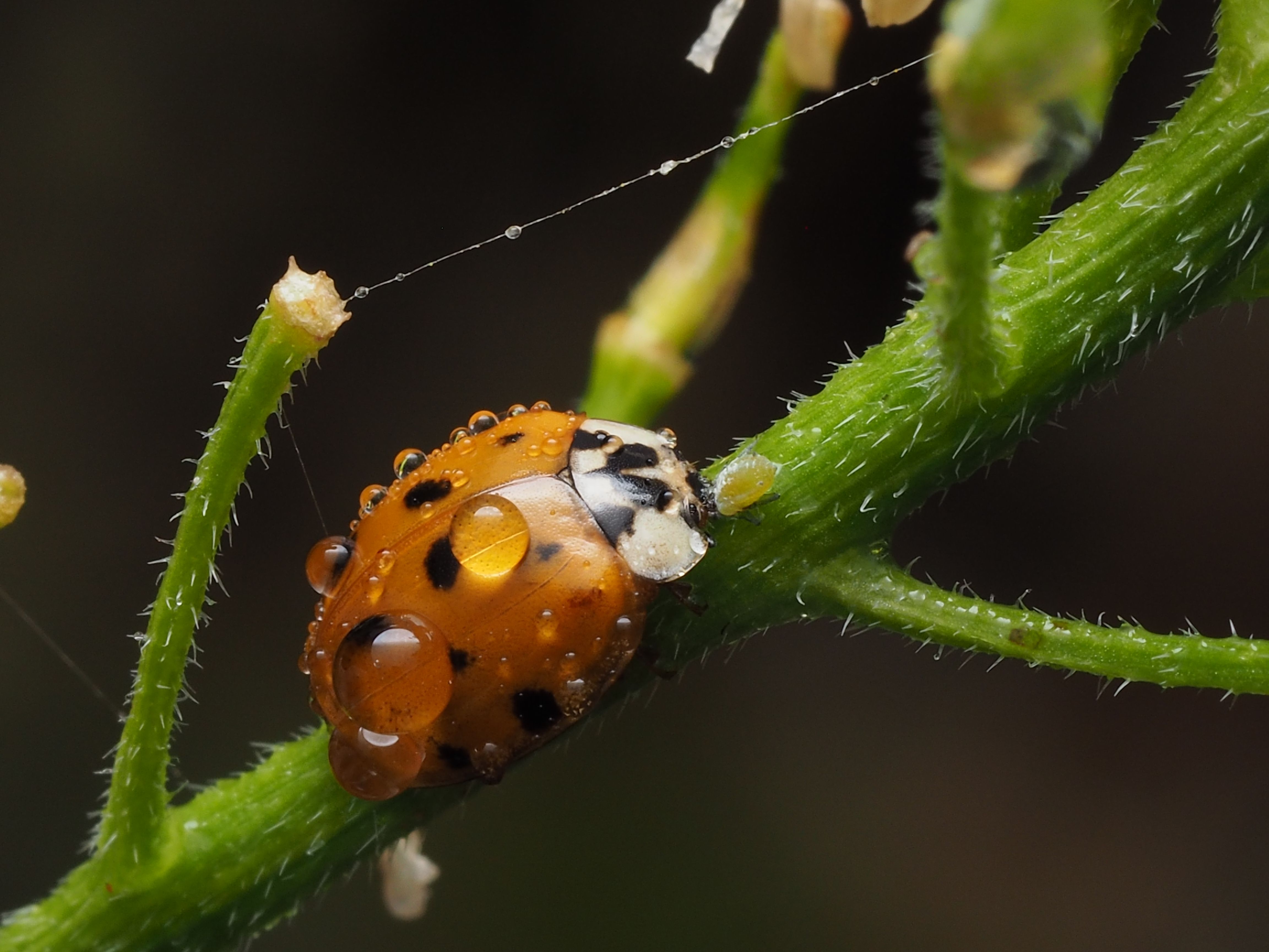 Close-Up of Dew Covered Ladybug on a Stem · Free Stock Photo