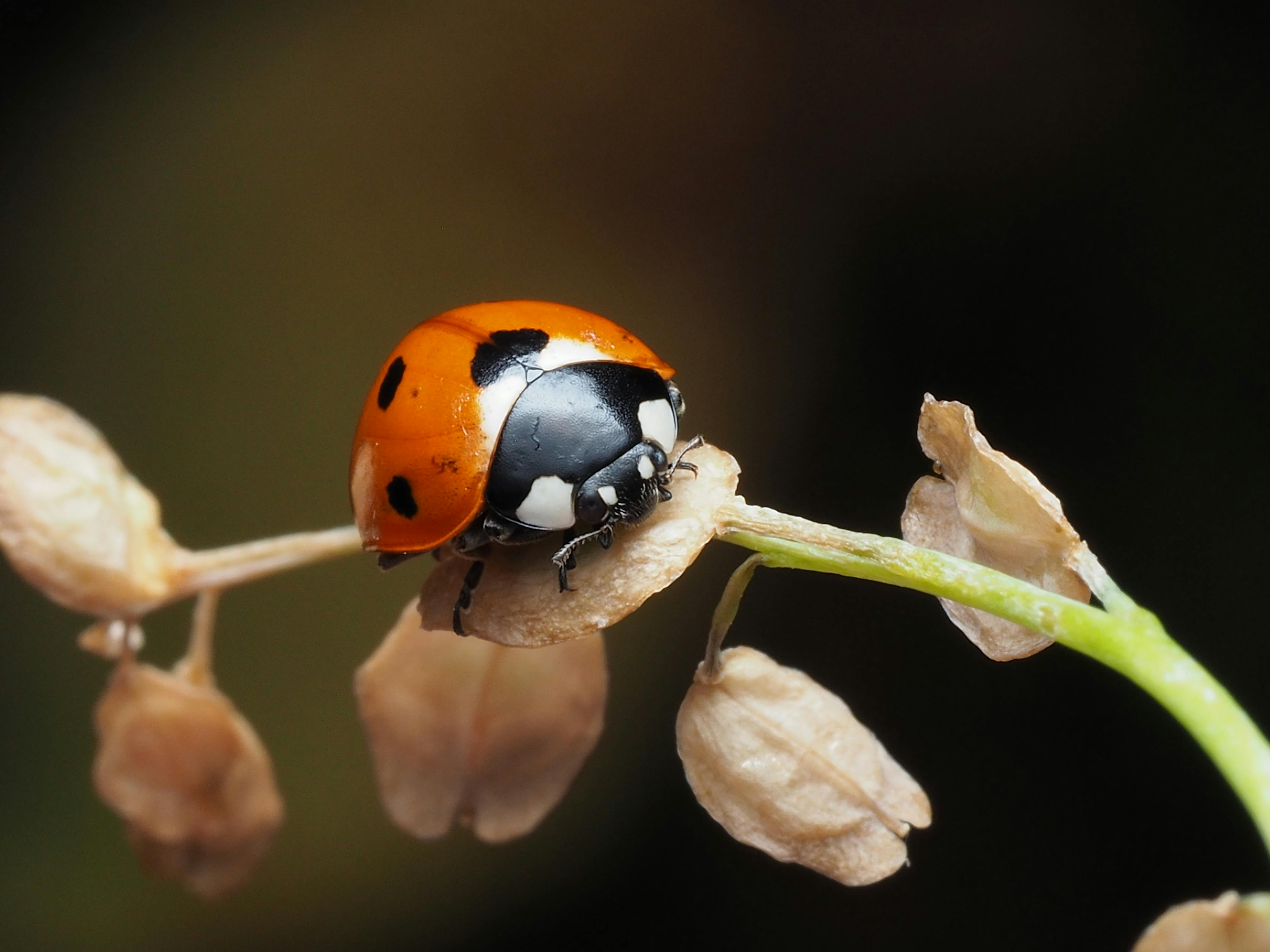 Close Up Photo of Ladybug on Leaf during Daytime · Free Stock Photo