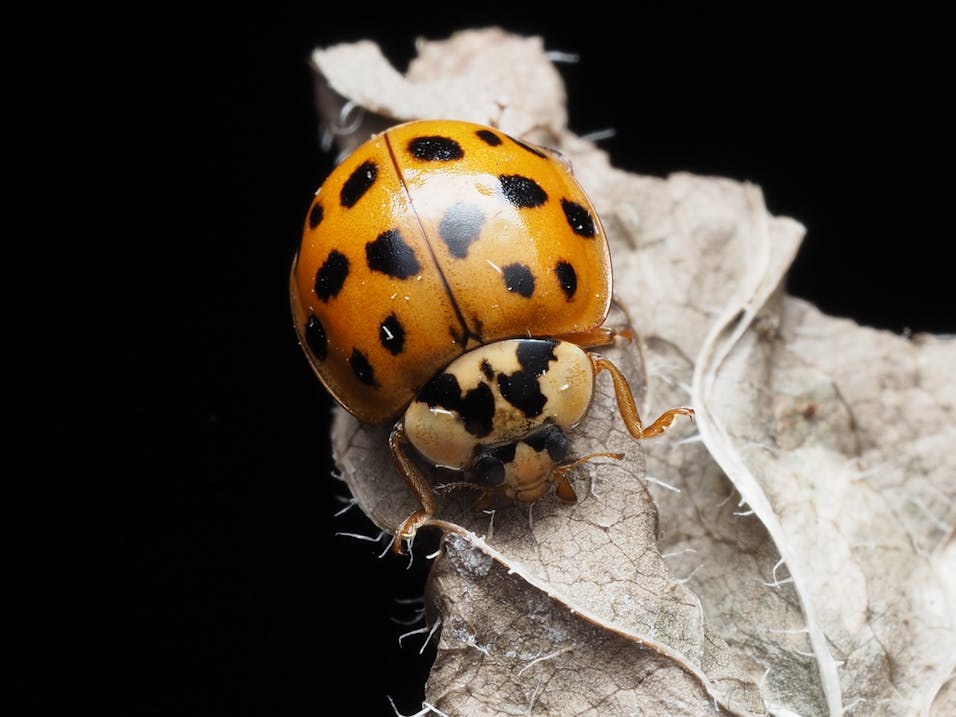 Black Spot iPhone X: Causes and Simple Fixes Explained