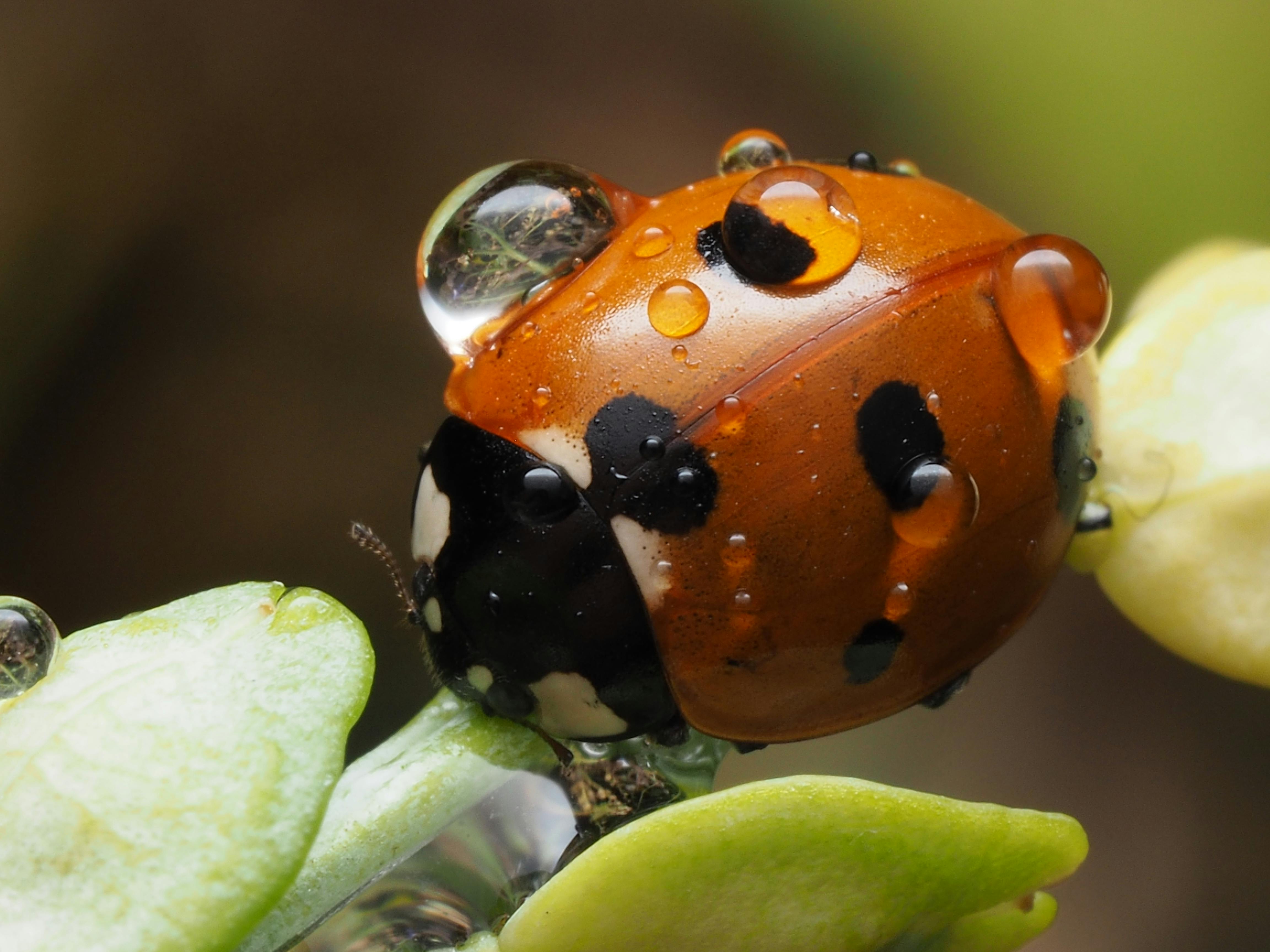 Closeup of Ladybug with Water Droplets on Leaf · Free Stock Photo