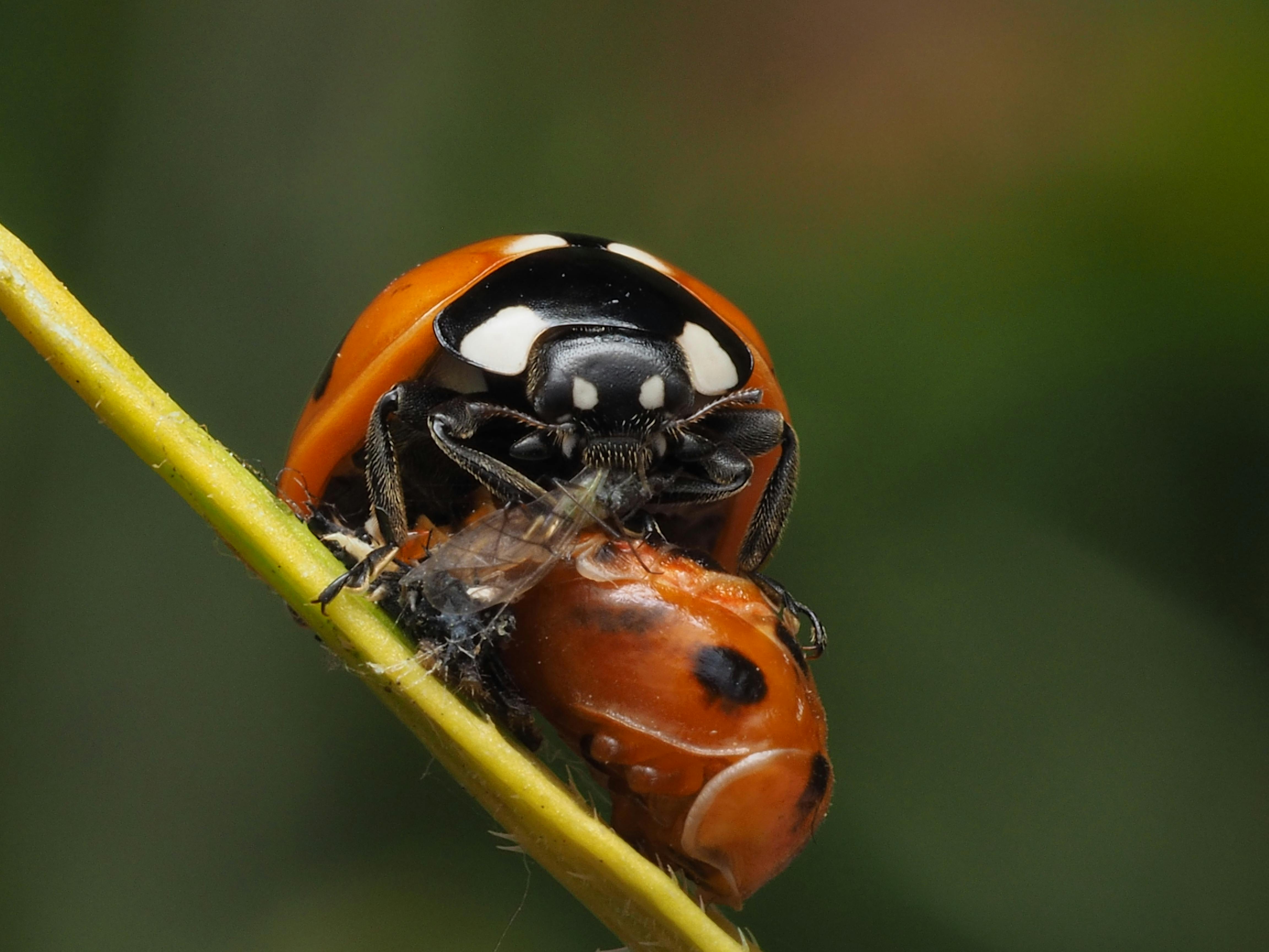 Close-up of Ladybug Predation on Aphid · Free Stock Photo