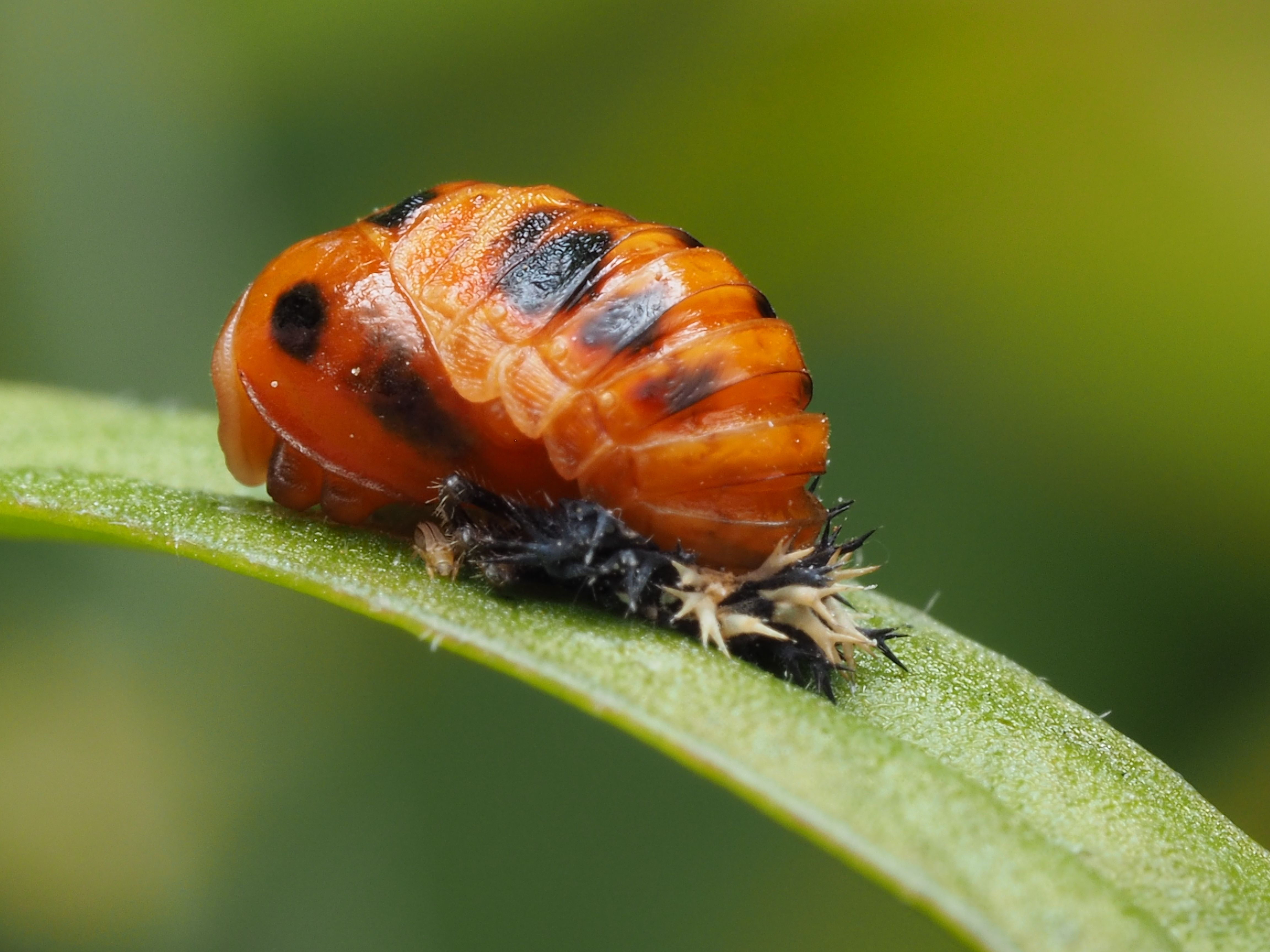 Close-up of Ladybug Pupa on Leaf · Free Stock Photo