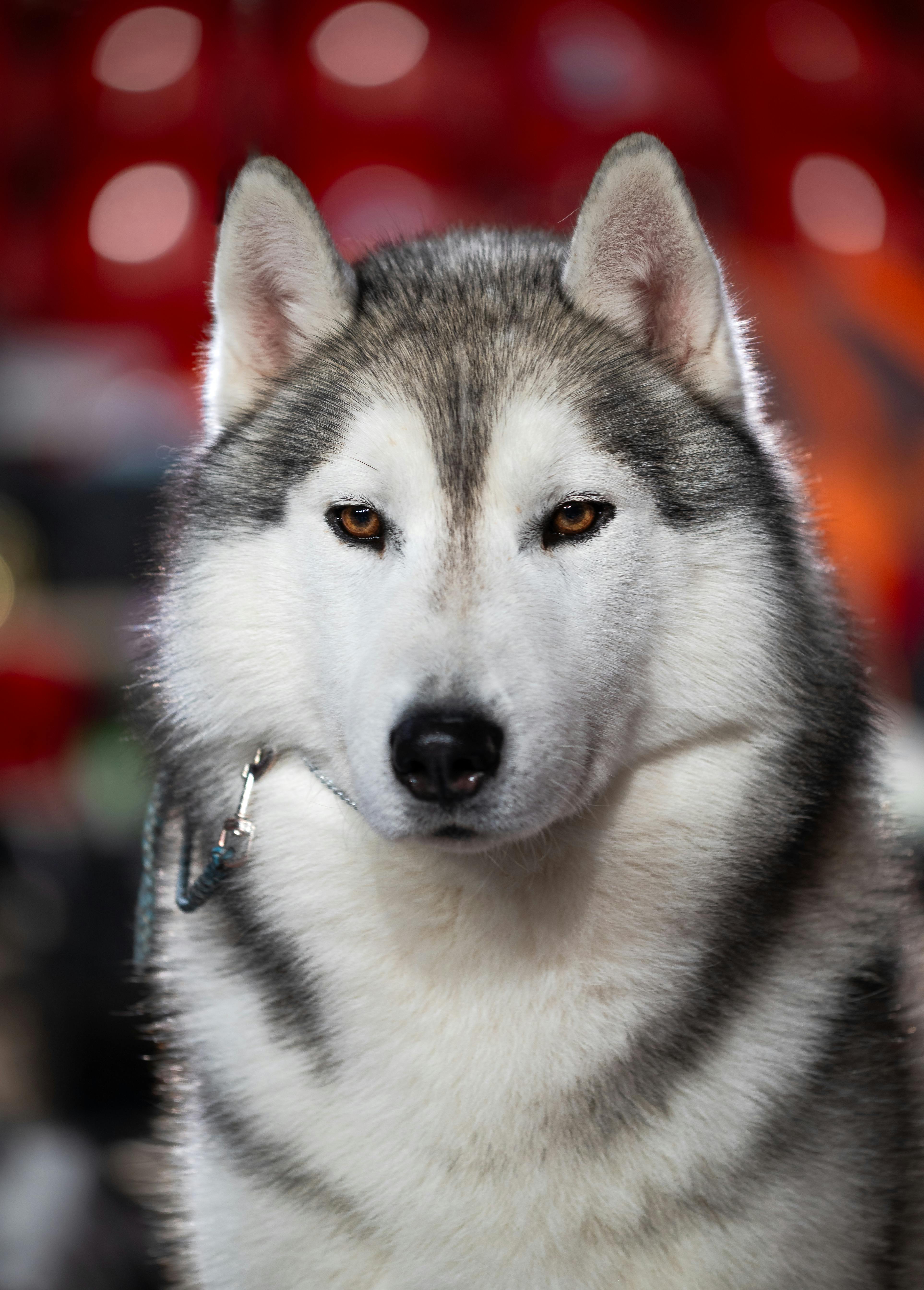 Dog Pfp Photos, Download The BEST Free Dog Pfp Stock Photos & HD Images