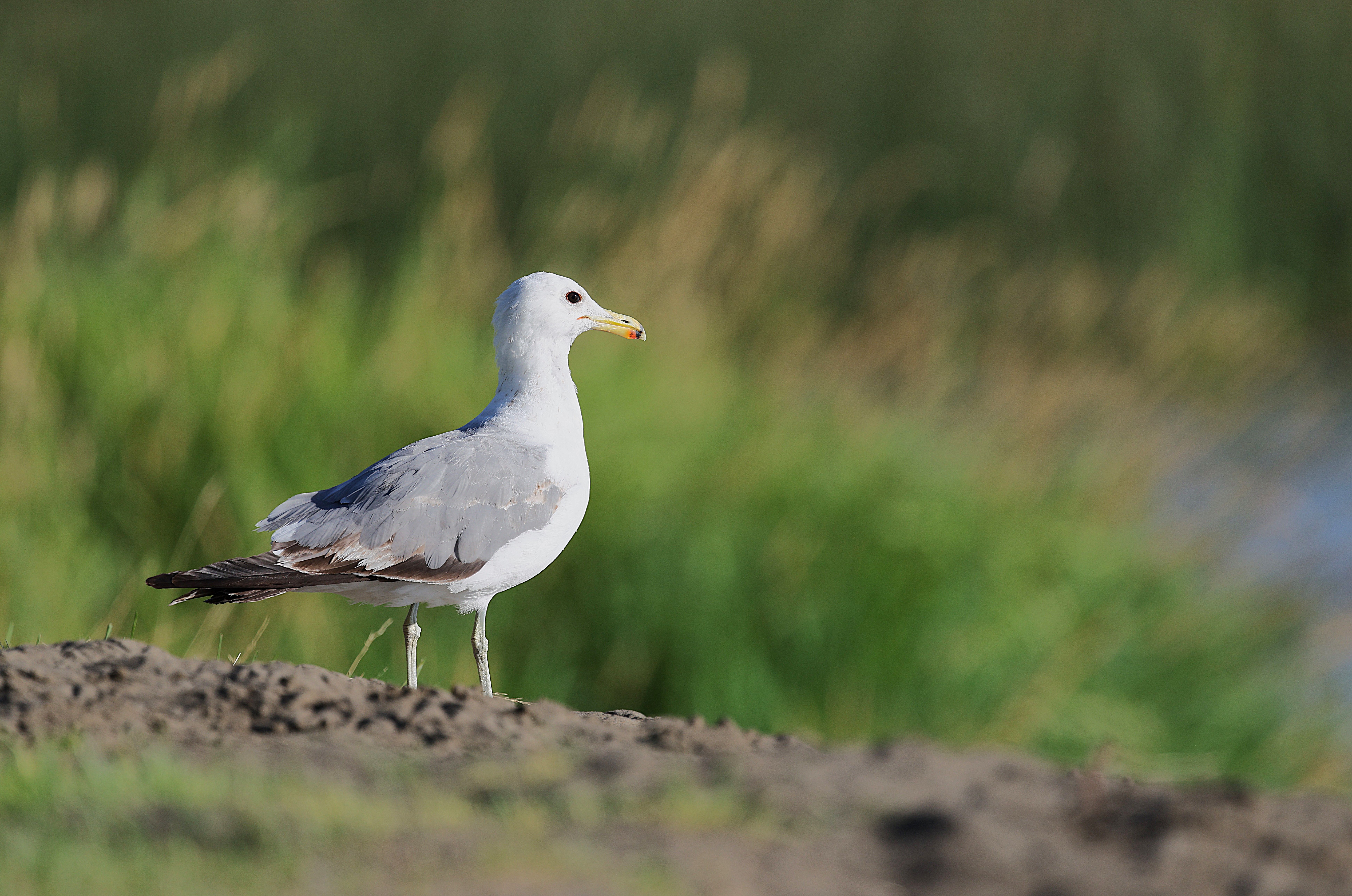 Cewek Sea Beak Photos, Download The BEST Free Cewek Sea Beak Stock ...