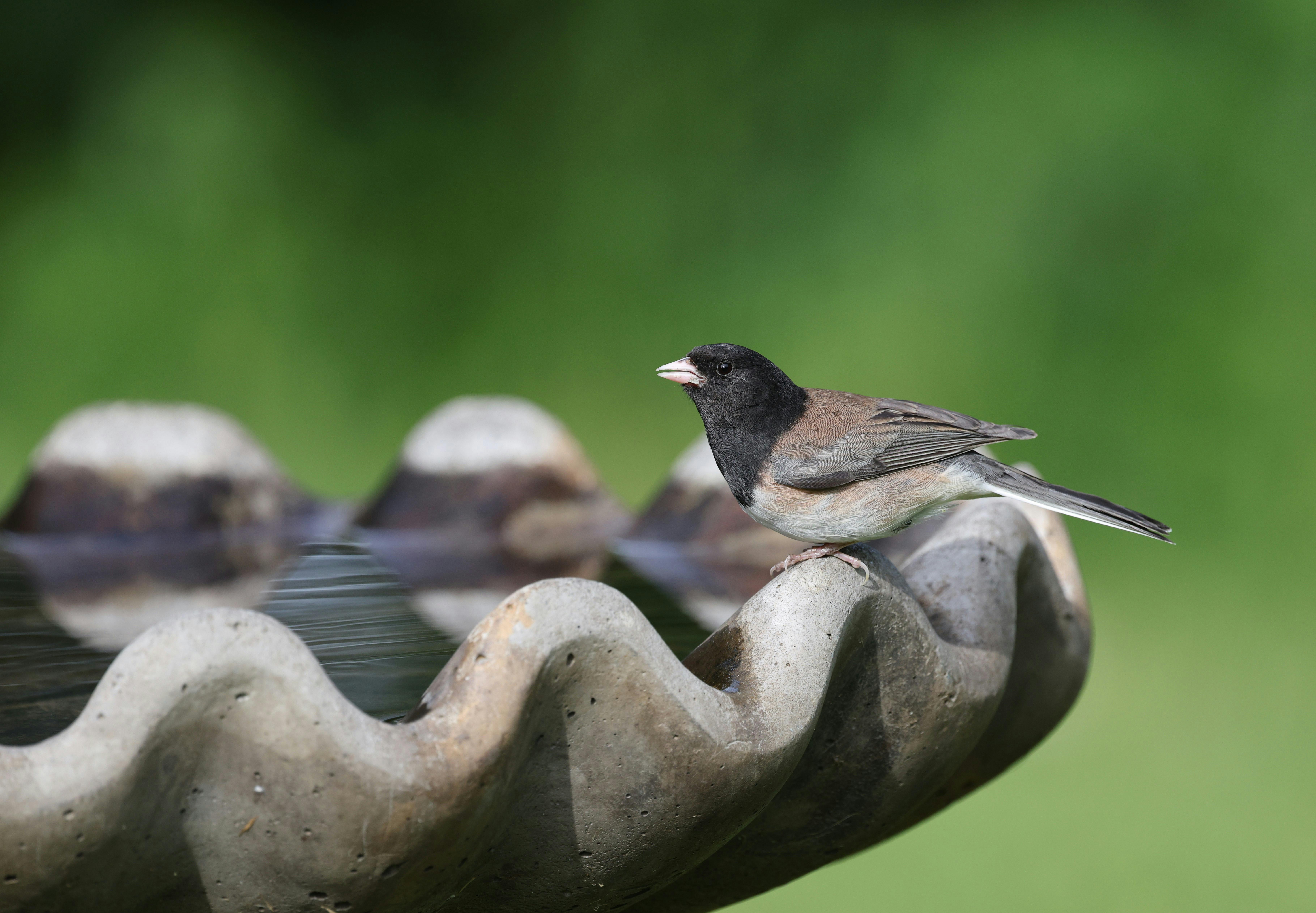 Dark-eyed Junco on Bird Bath in Natural Setting · Free Stock Photo
