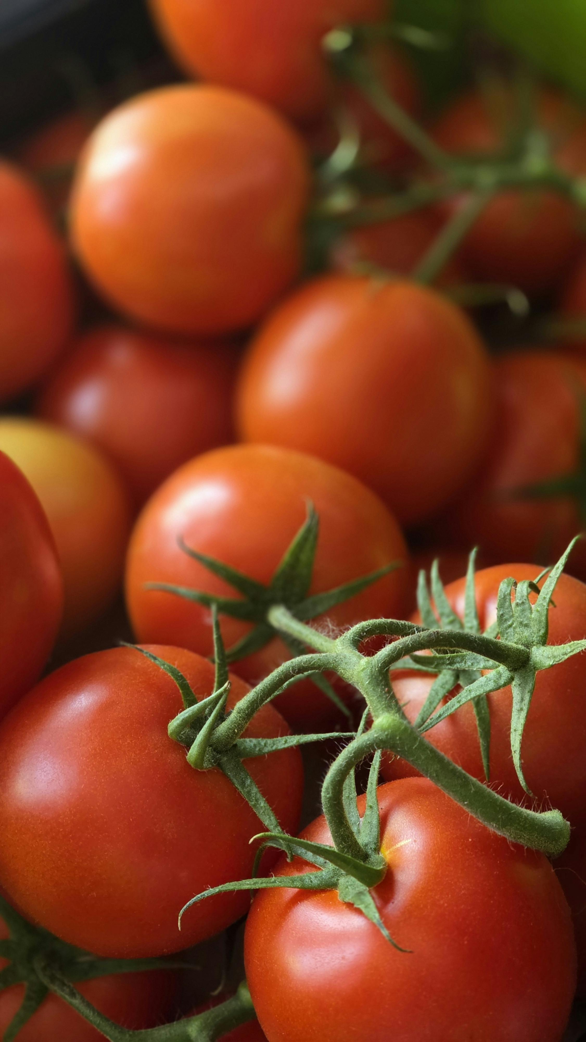 Vibrant Color Photos, Download The BEST Free Vibrant Color Stock Photos ...