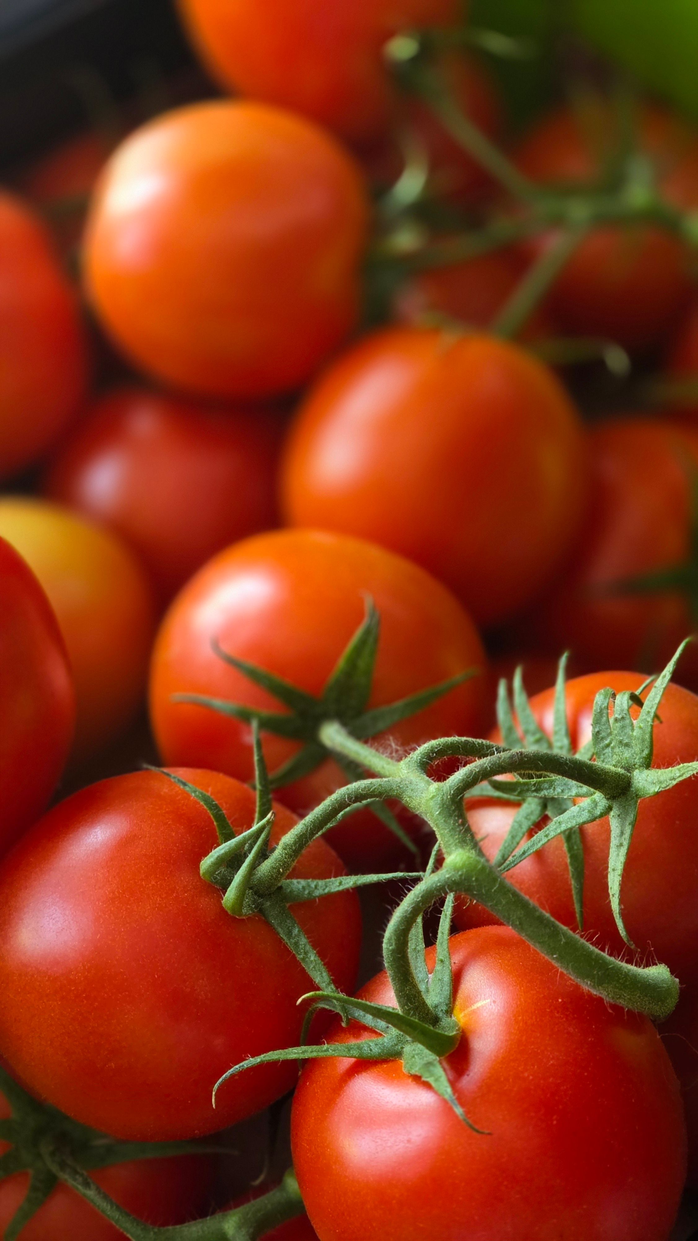 Close-up of Fresh Vine Tomatoes · Free Stock Photo