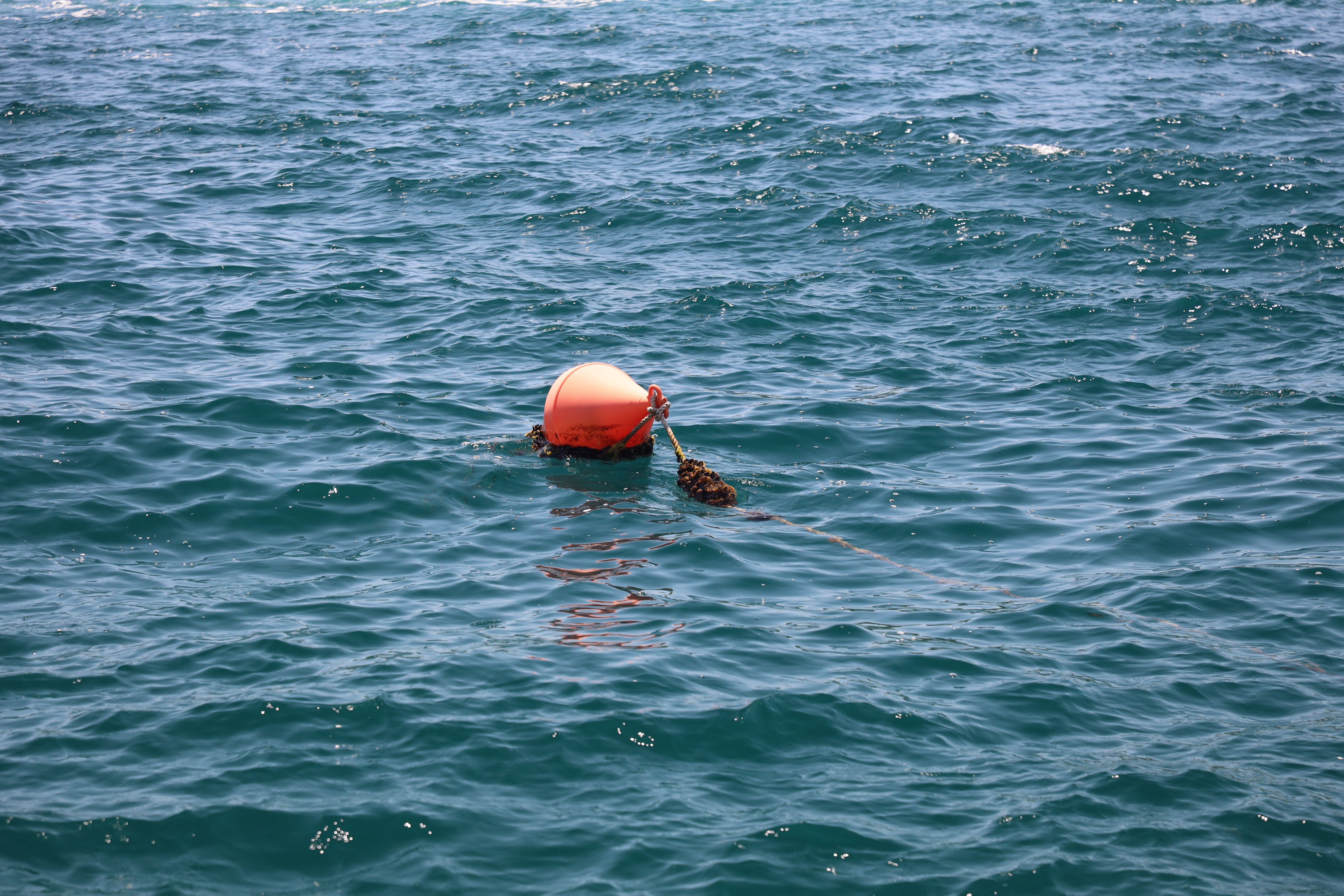 Vibrant Orange Buoy Floating in Blue Ocean Waters · Free Stock Photo