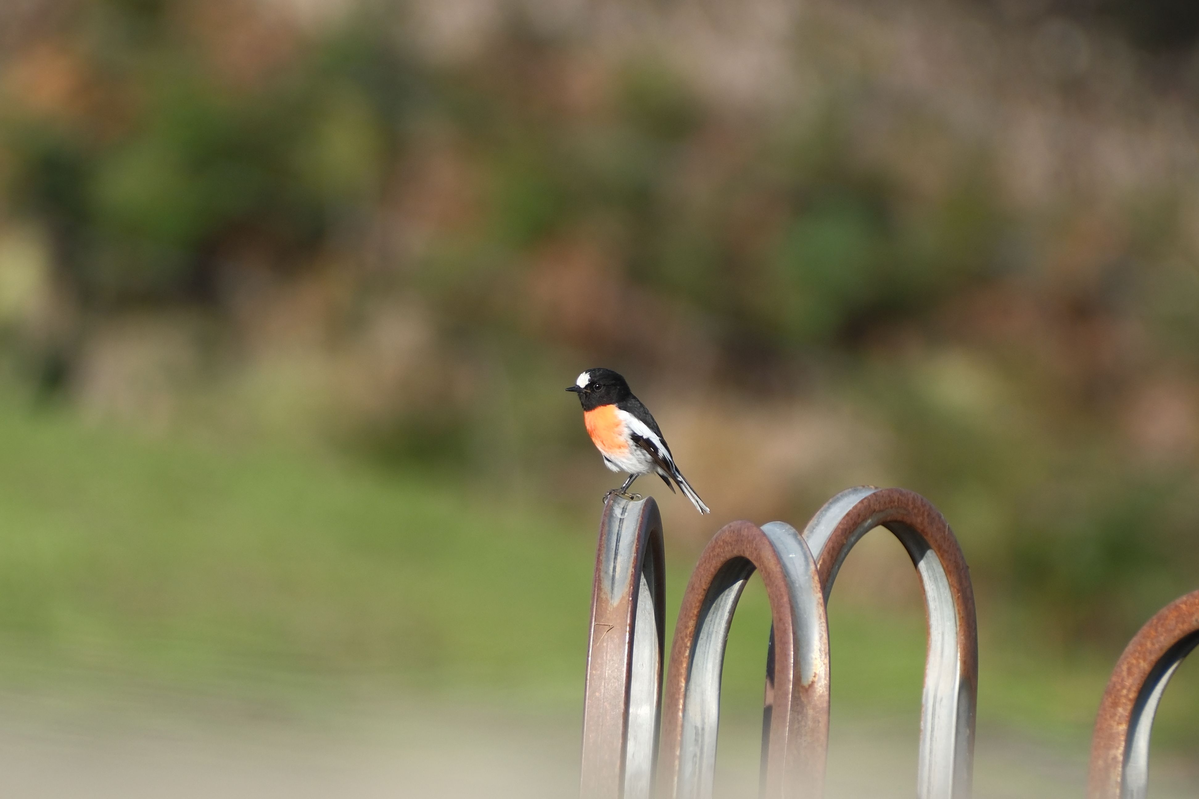Koyal Bird Photos, Download The BEST Free Koyal Bird Stock Photos & HD ...