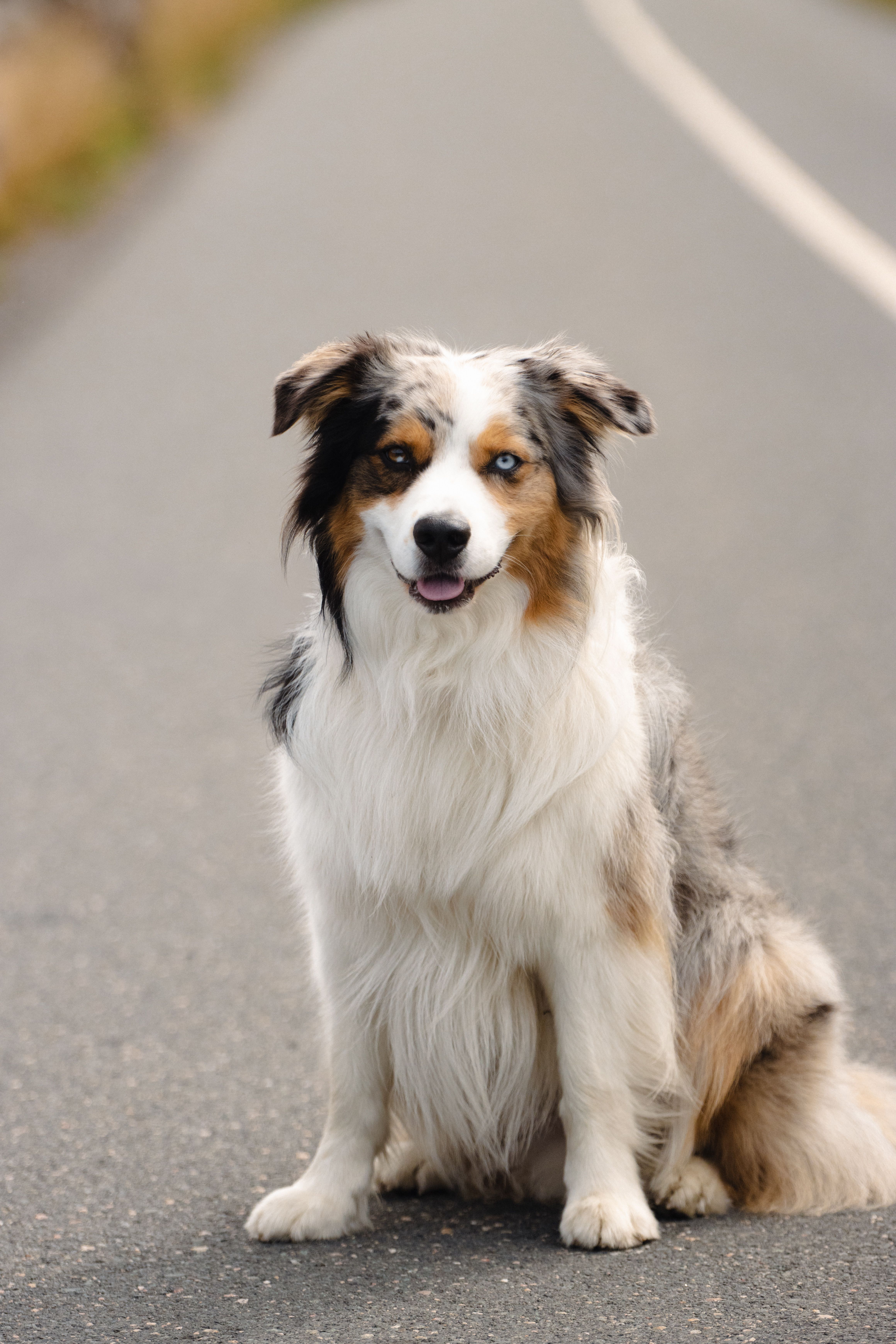 Dog Gi Sincaplari Photos, Download The BEST Free Dog Gi Sincaplari ...