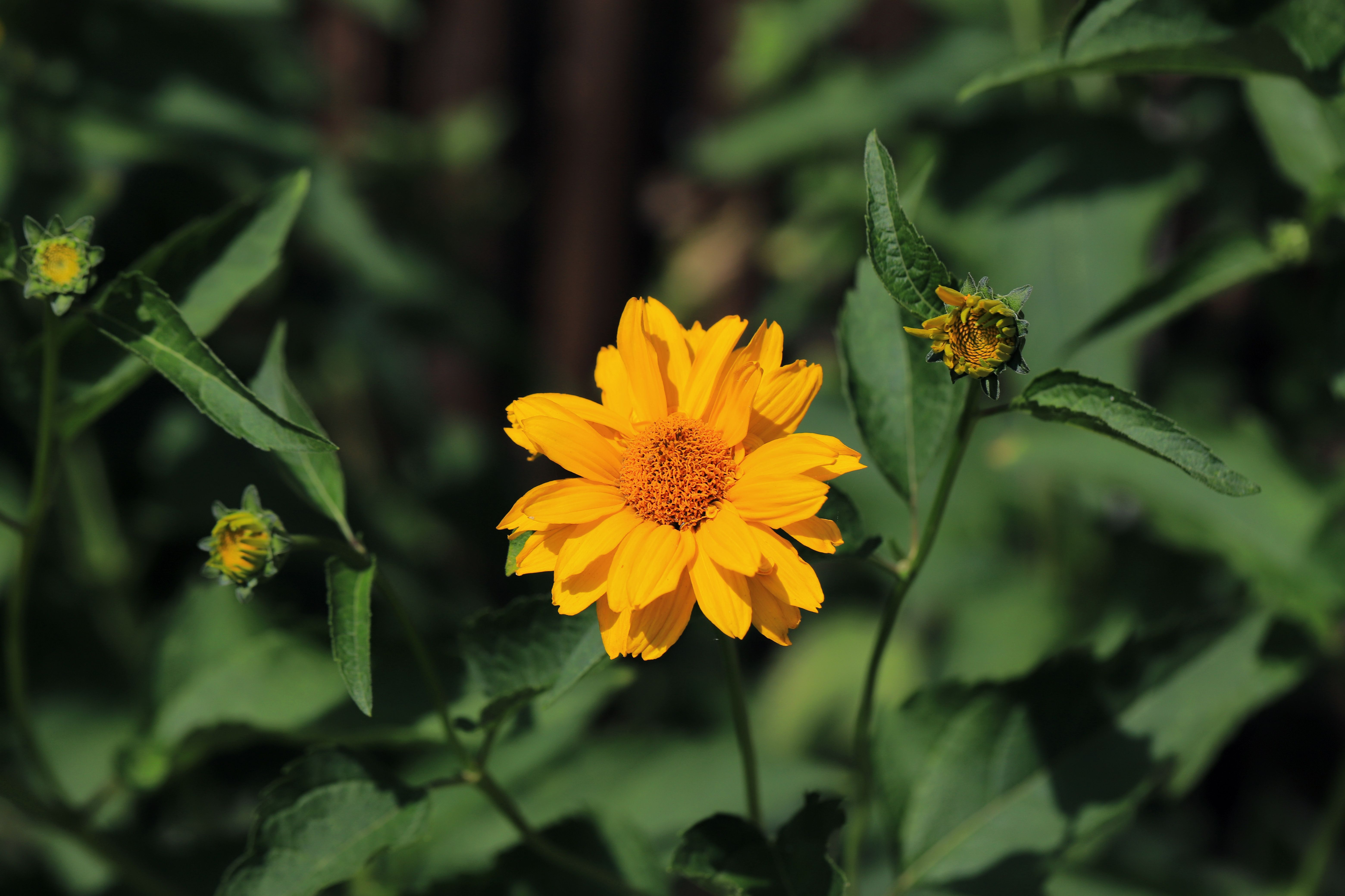 Flower Bookey Photos, Download The BEST Free Flower Bookey Stock Photos ...