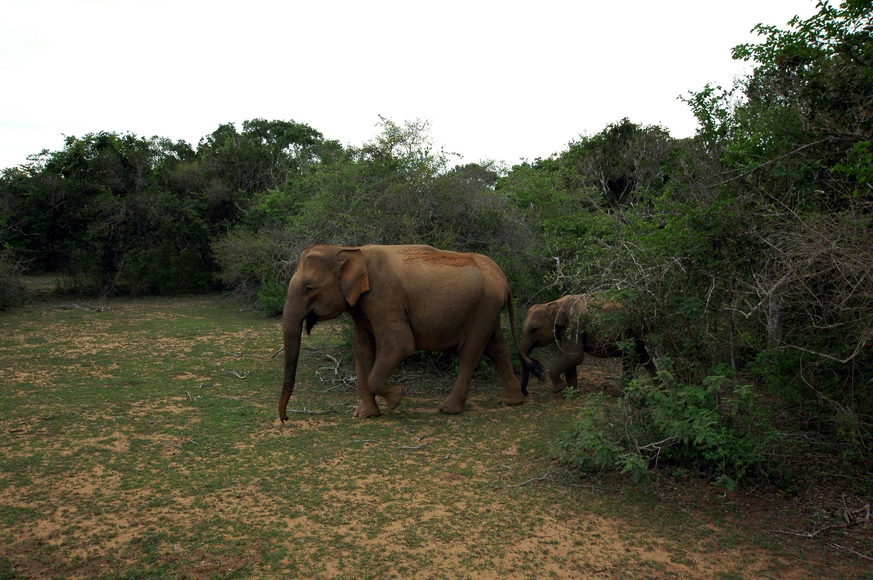 Sri+Lankan+Dansal Photos, Download The BEST Free Sri+Lankan+Dansal ...