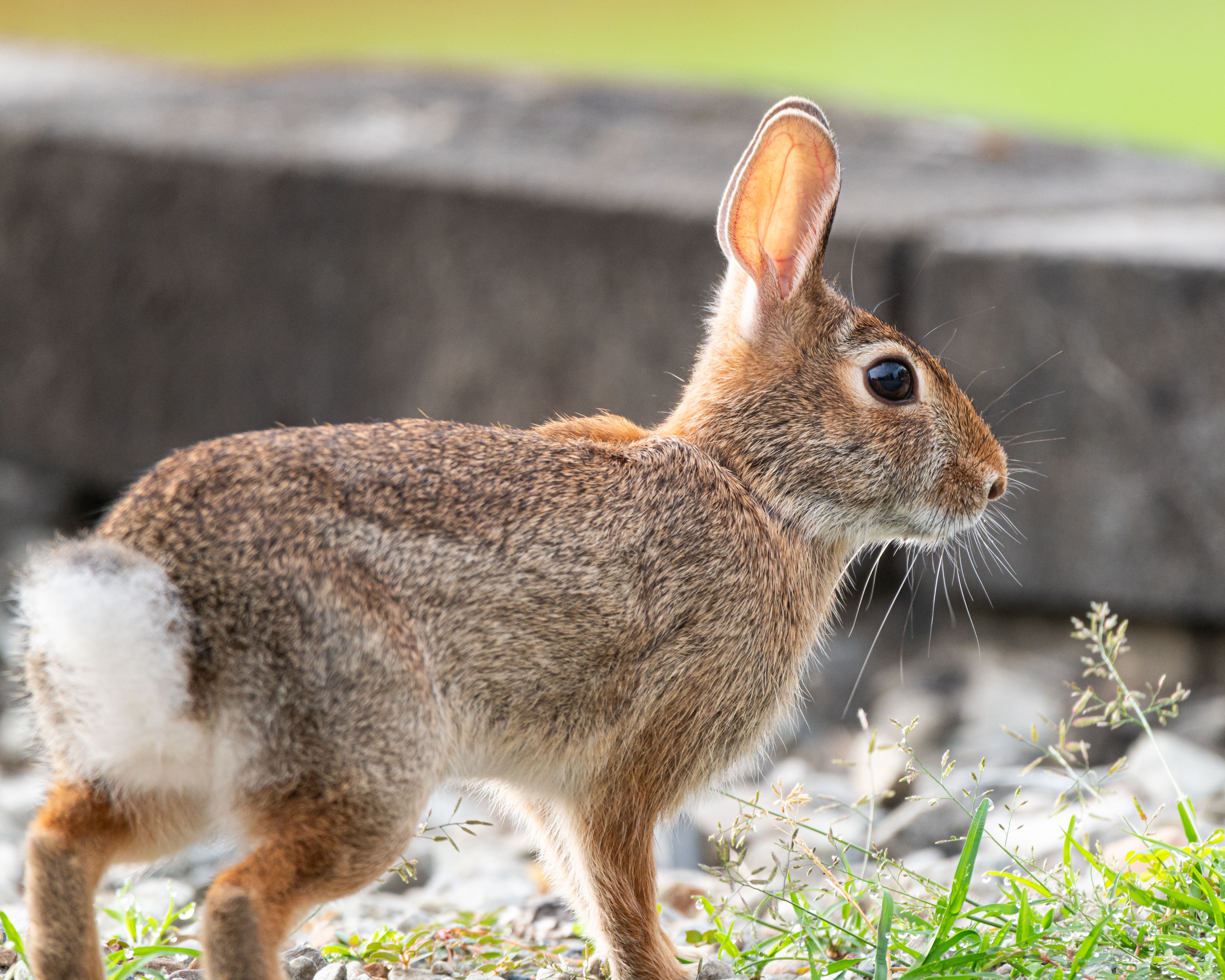 Brown Rabbit · Free Stock Photo