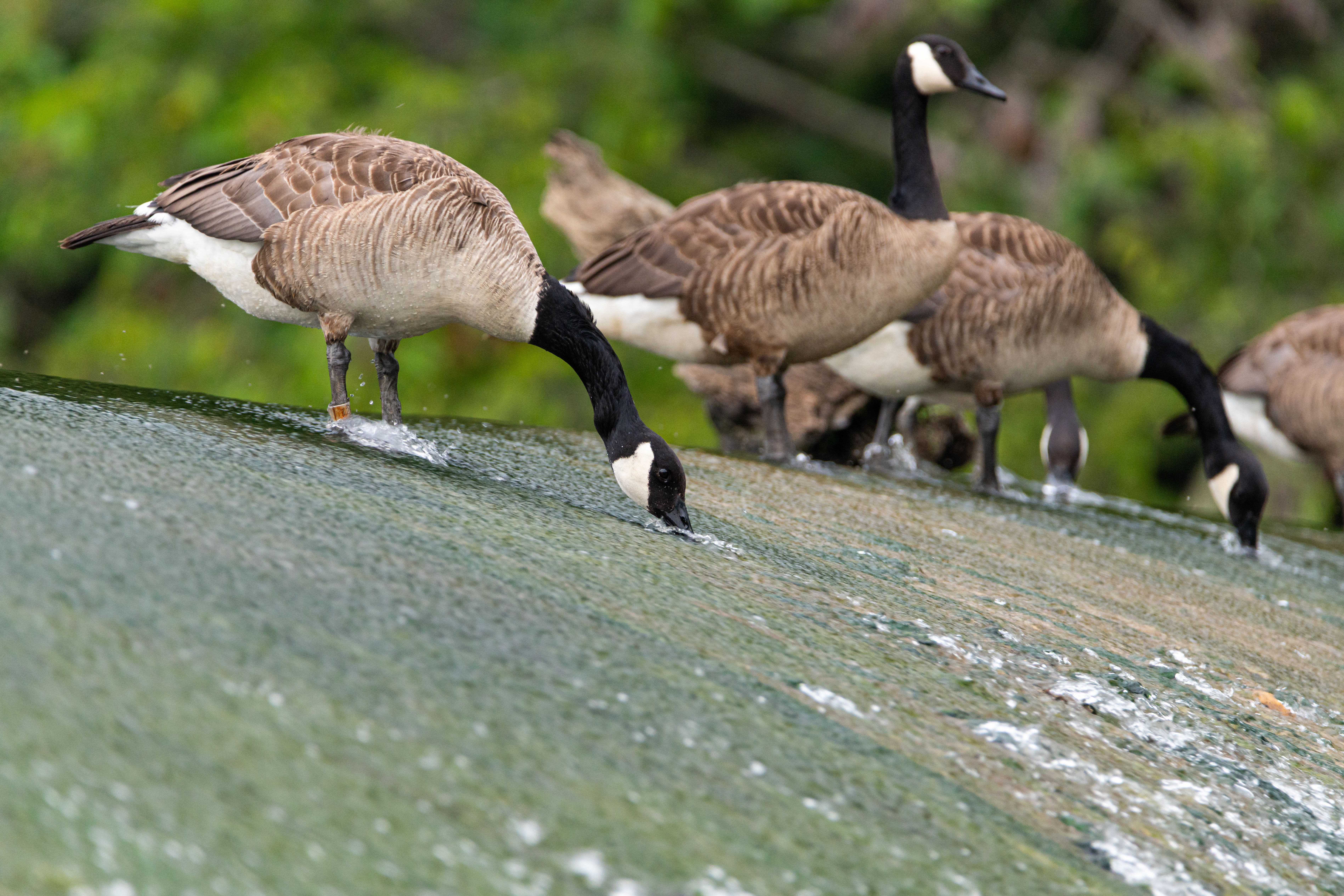 Canada Geese Drinking at a Rushing Stream · Free Stock Photo