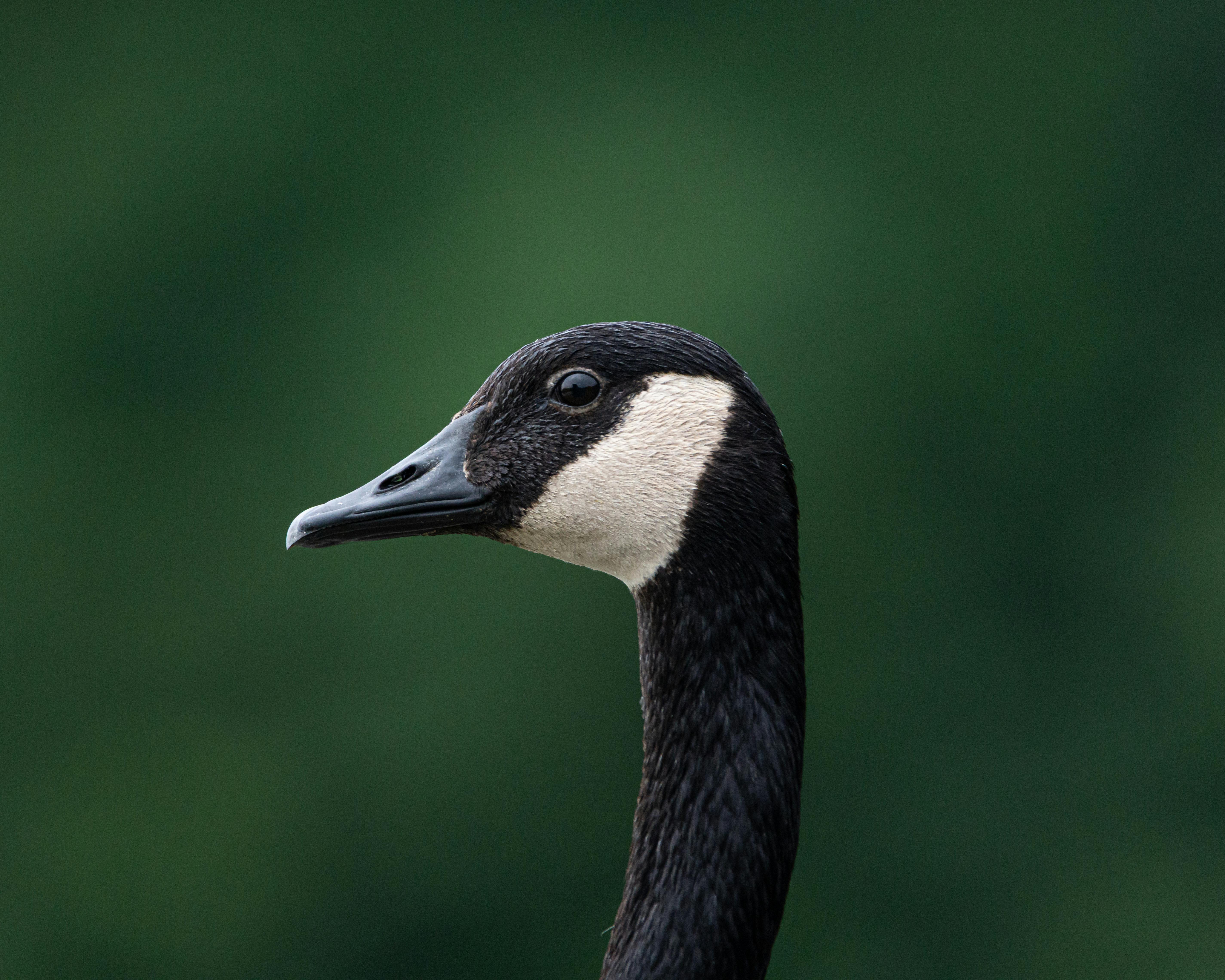 Canada Goose Washing Instructions and Coats Care Tips Guide