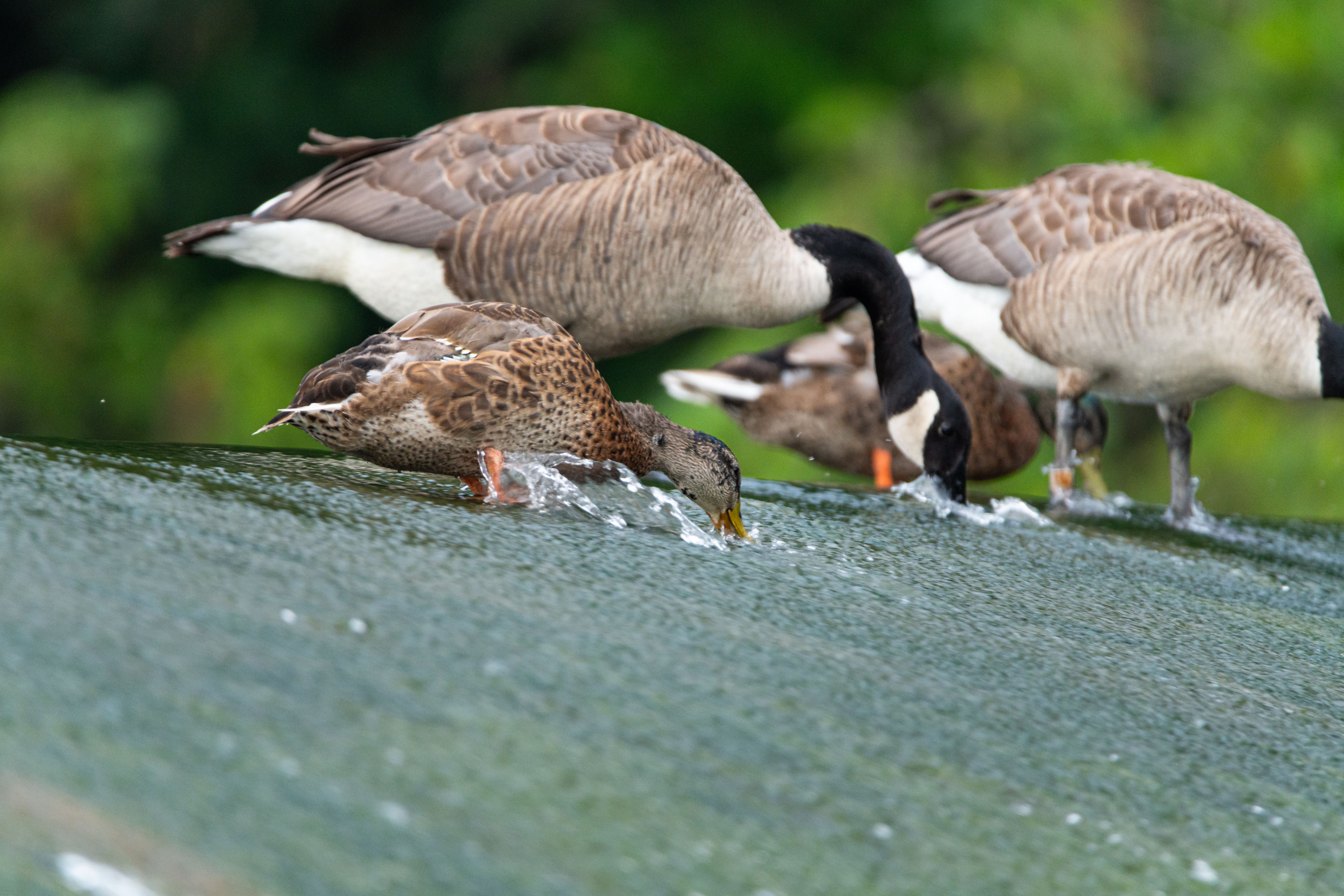 Canada Goose and Mallard Ducks on Waterfall · Free Stock Photo