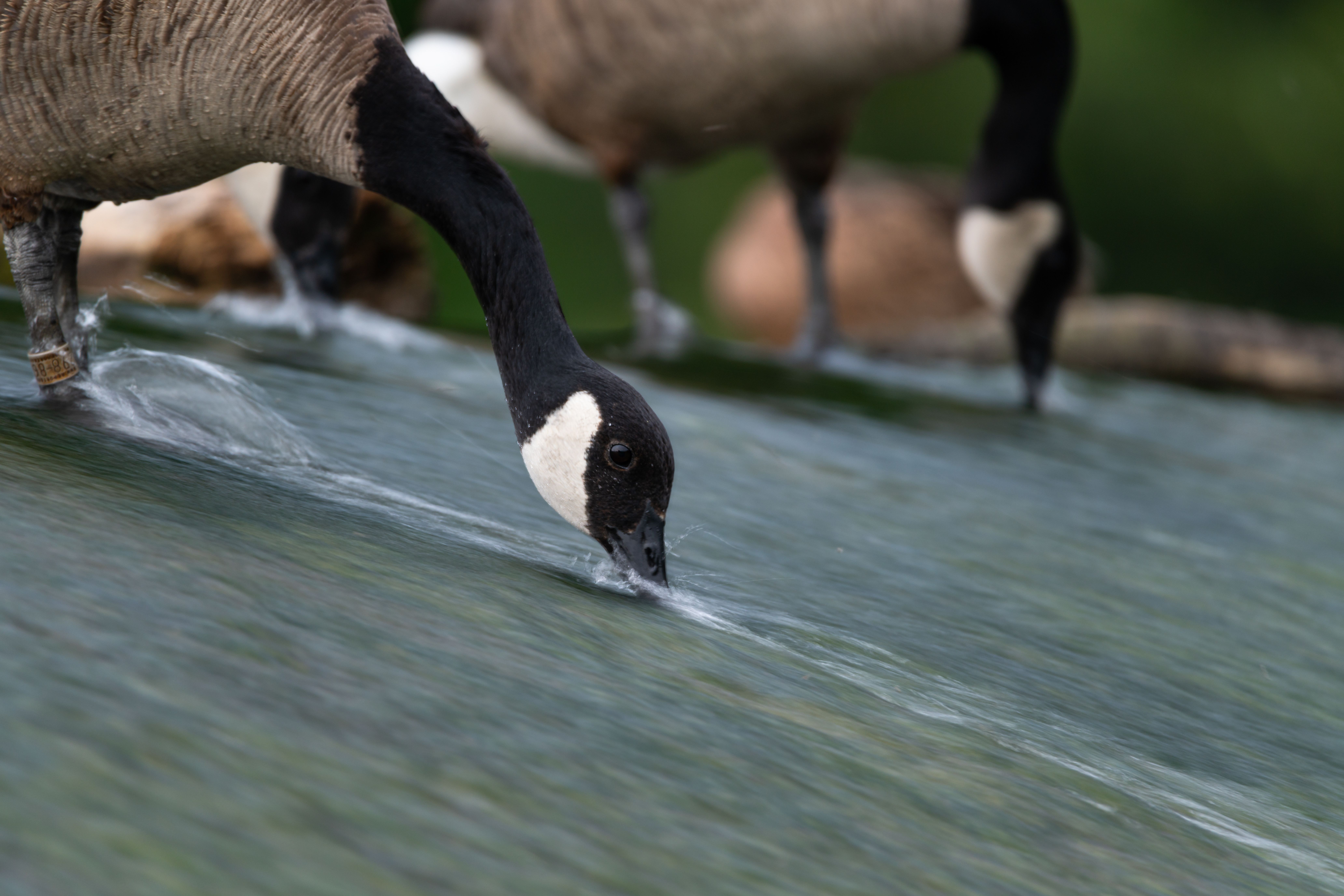 Canada Geese Drinking Water in Canonsburg · Free Stock Photo
