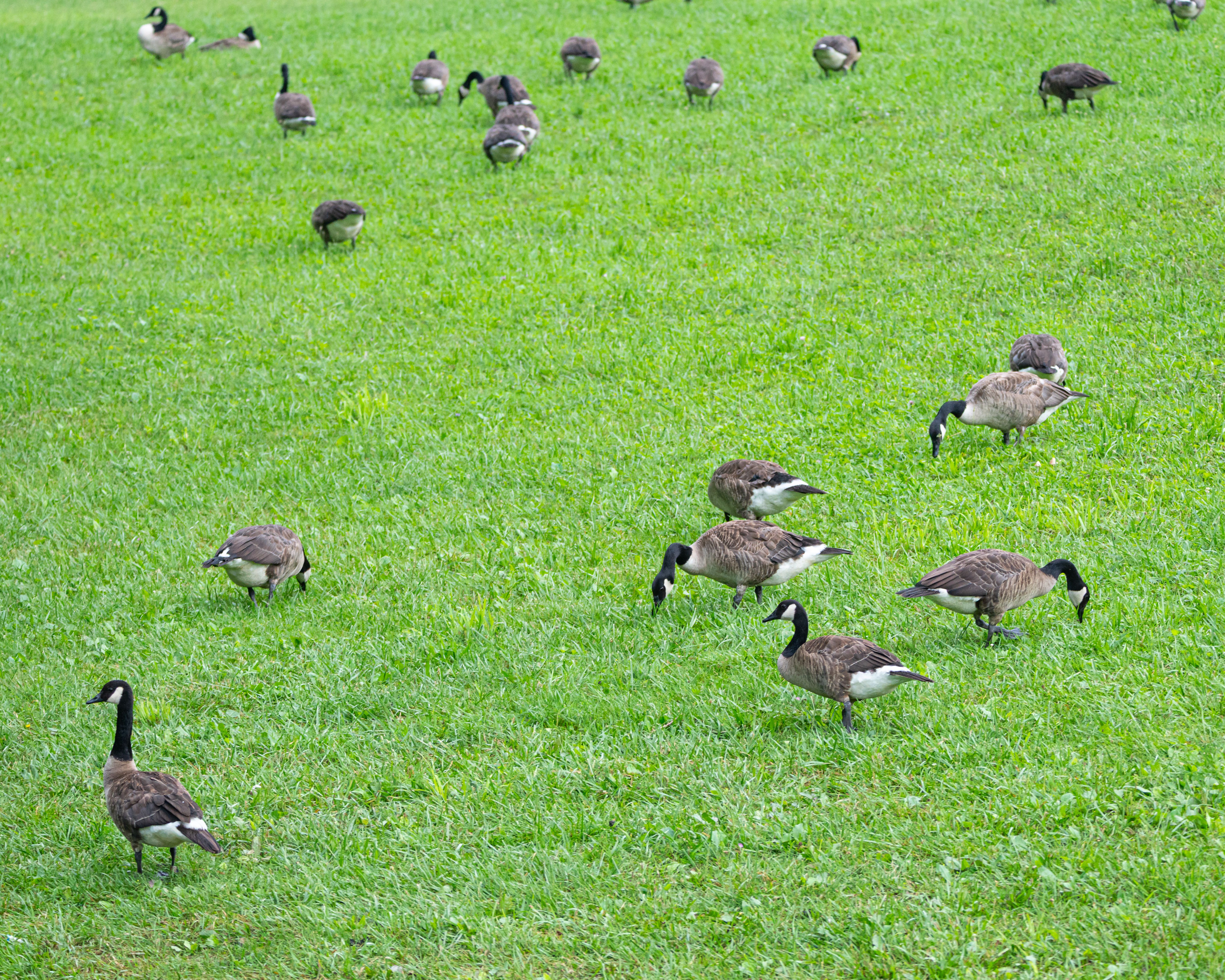 Flock of Canada Geese Grazing on a Lush Green Field · Free Stock Photo