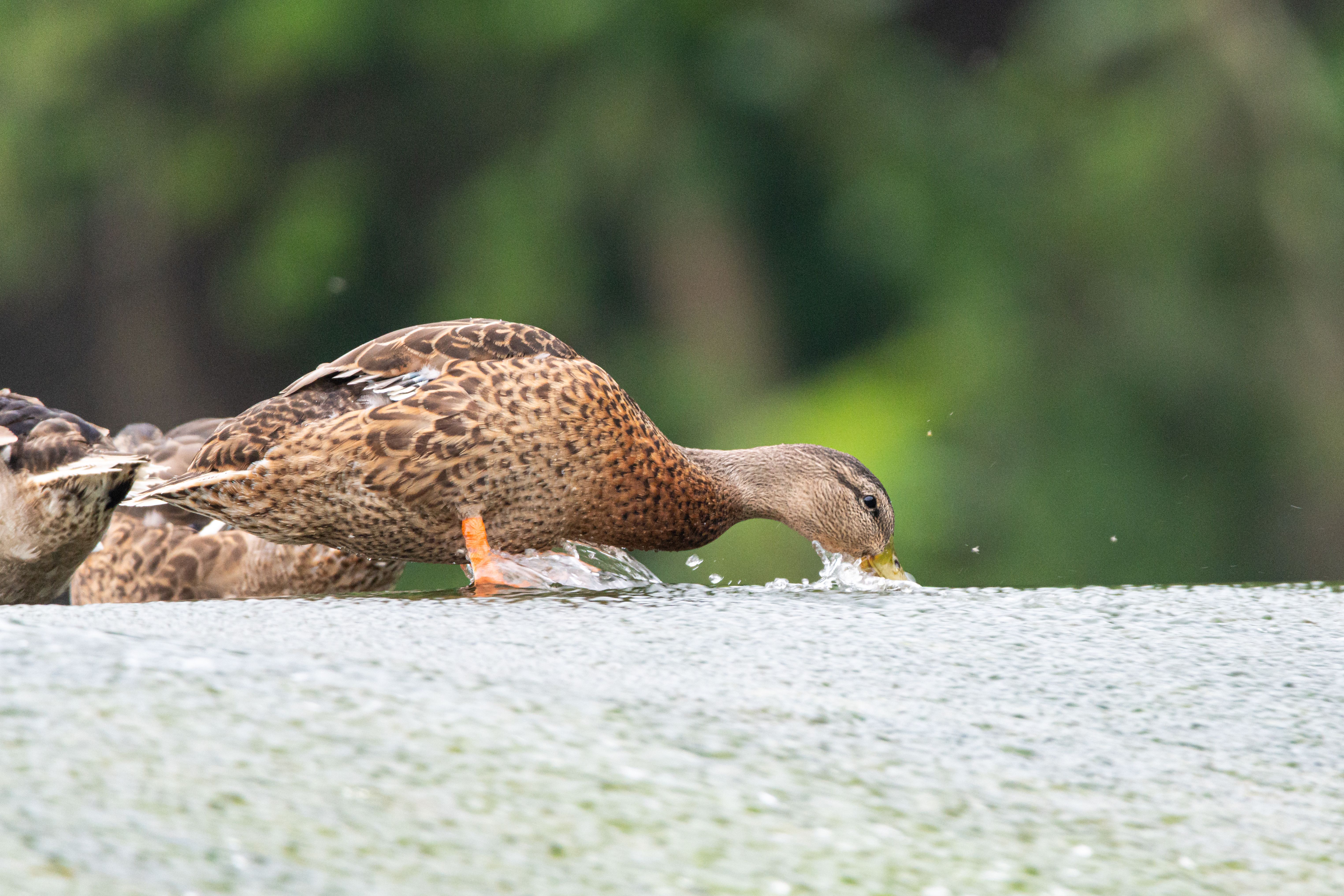Mallard Duck Drinking Water on a Summer Day · Free Stock Photo